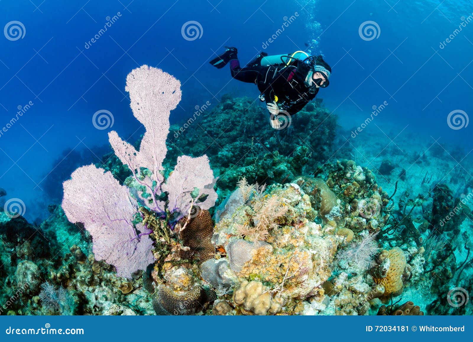 SCUBA Diver on a Reef stock image. Image of life, islands - 72034181