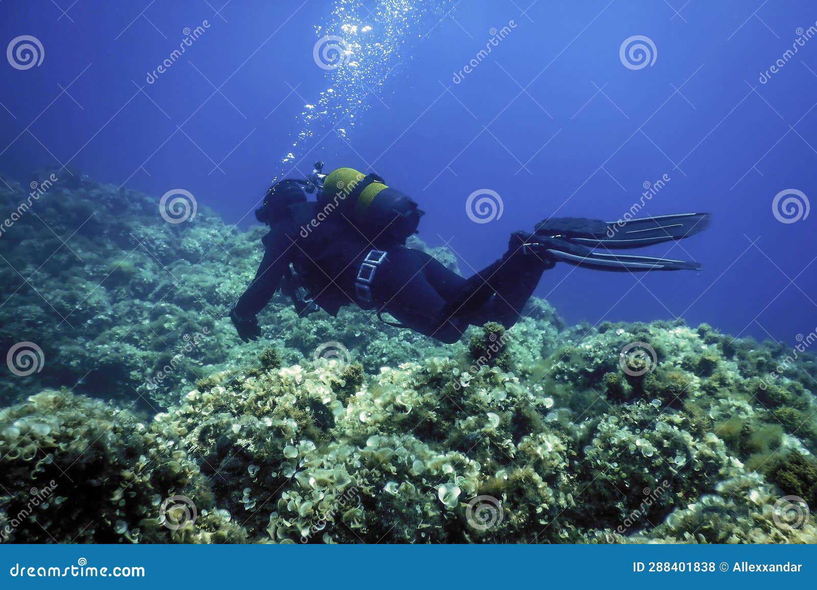 Scuba Diver Sea Bottom stock photo. Image of scuba, beauty - 288401838