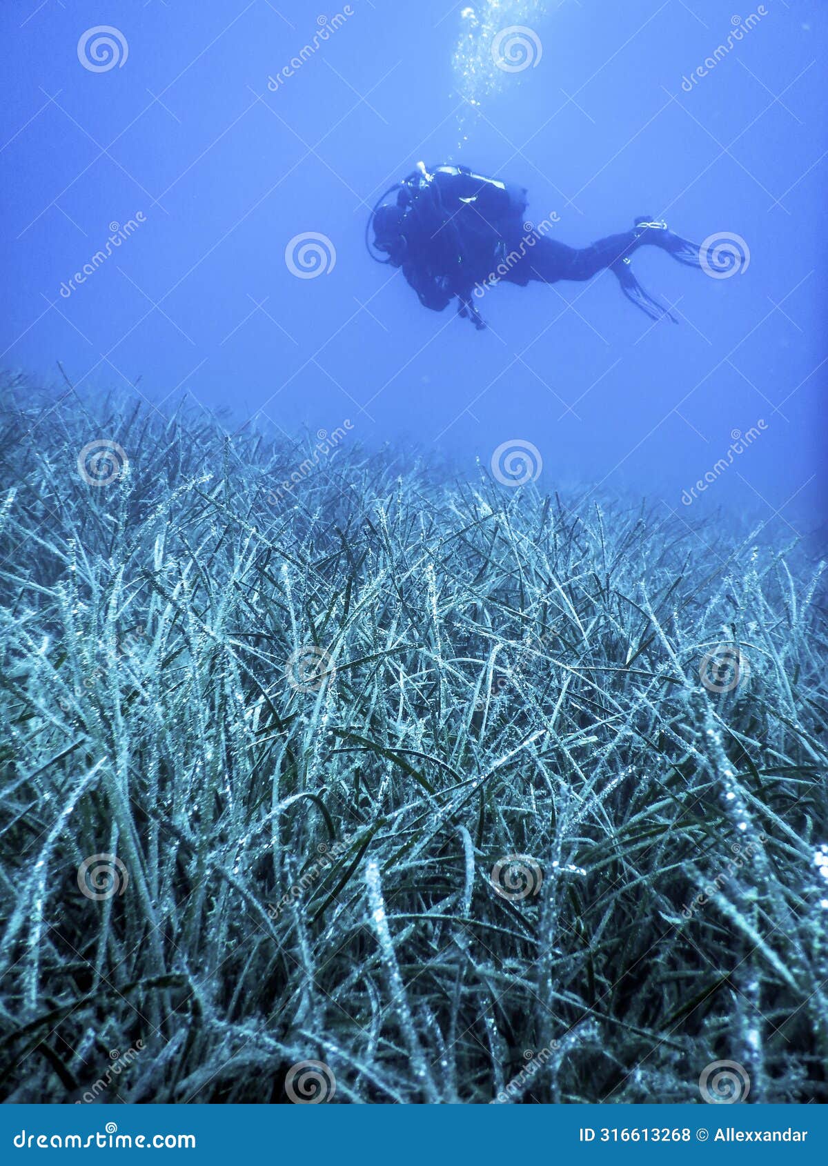 Scuba Diver Sea Bottom stock photo. Image of camera - 316613268