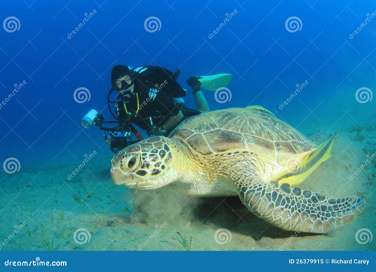 Scuba Diver and Sea Turtle stock image. Image of fish - 26379915