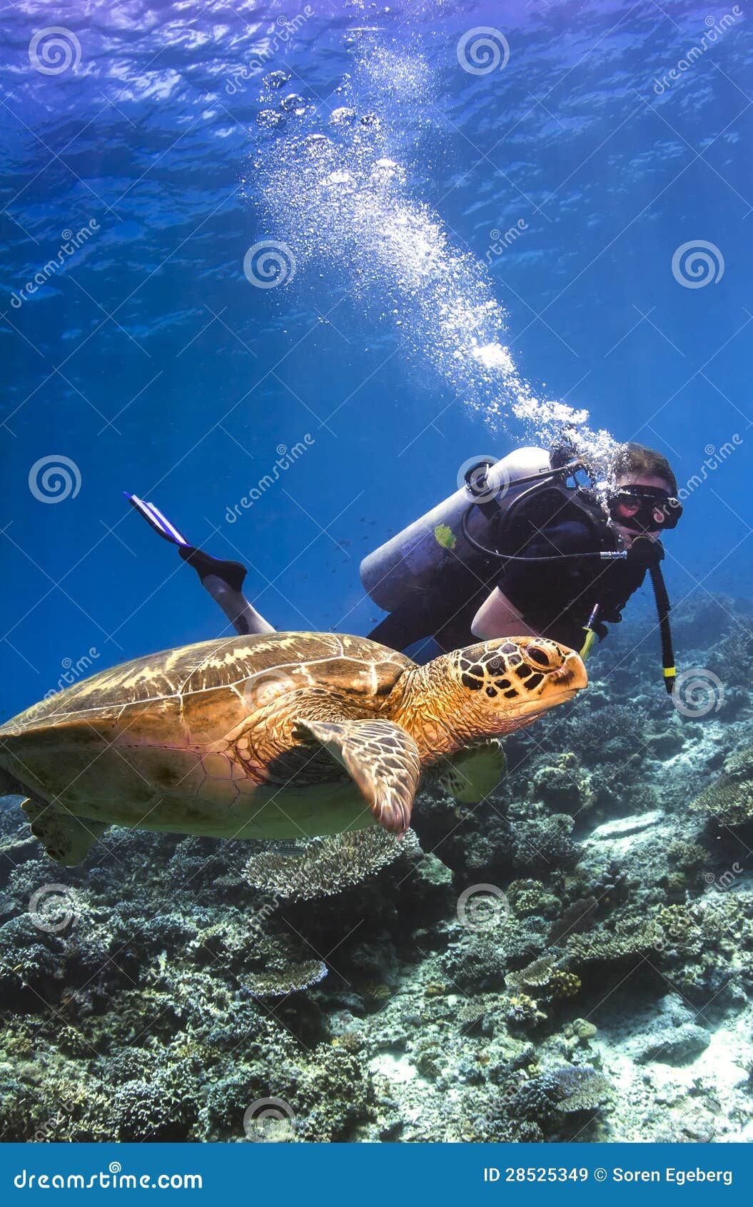 Scuba Diver Swimming with Turtle Editorial Stock Image - Image of ...
