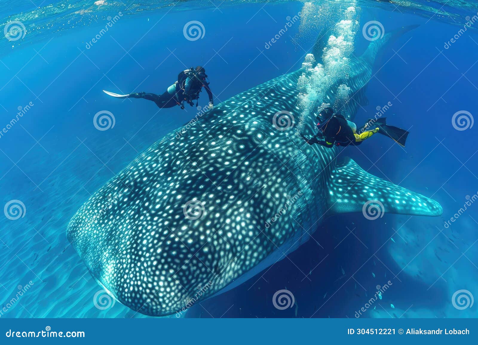 Scuba Diver Swimming with a Whale Shark in the Blue Ocean Stock ...