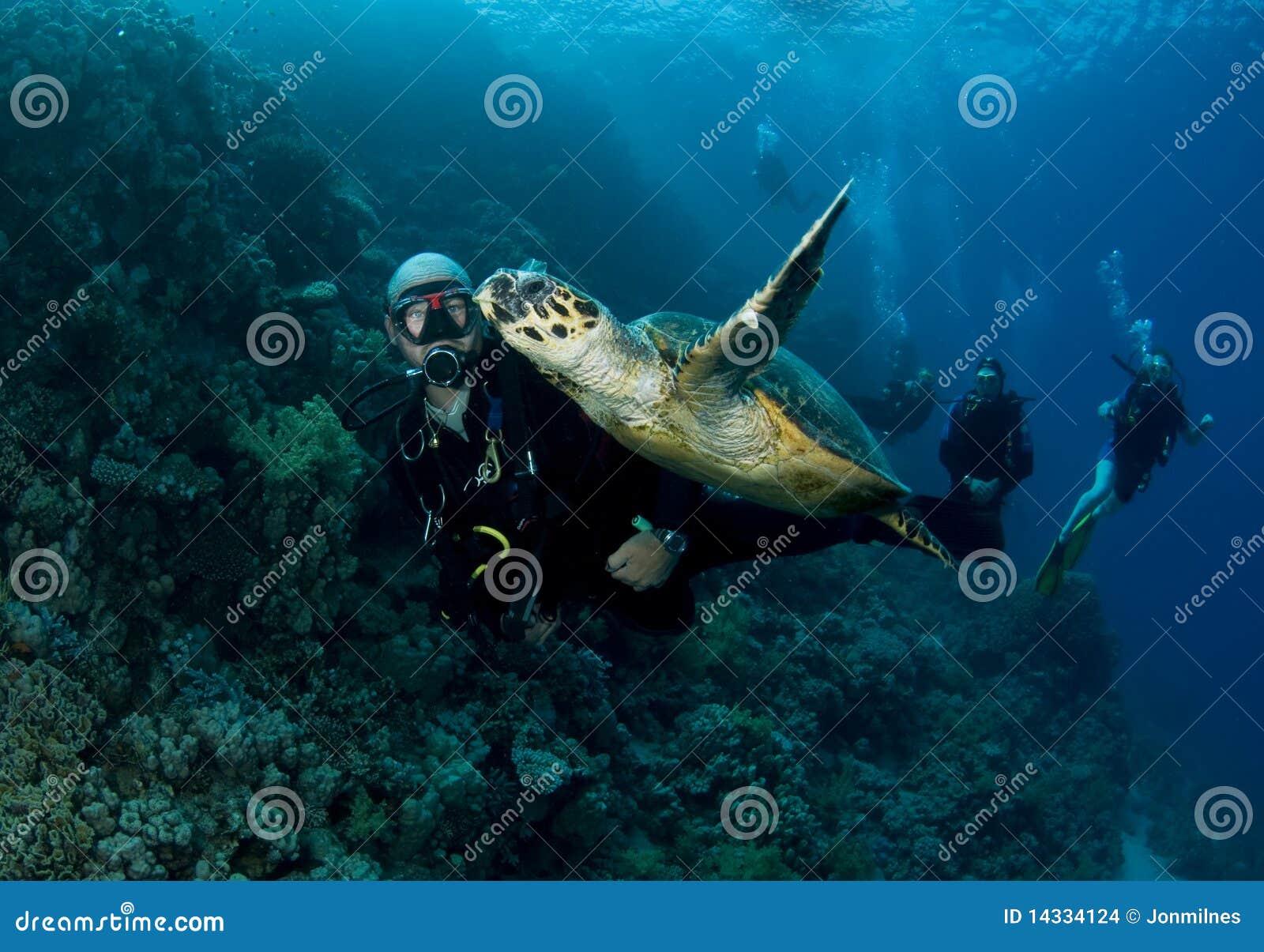 Scuba Diver Swims with Green Turtle Stock Photo - Image of colorful ...
