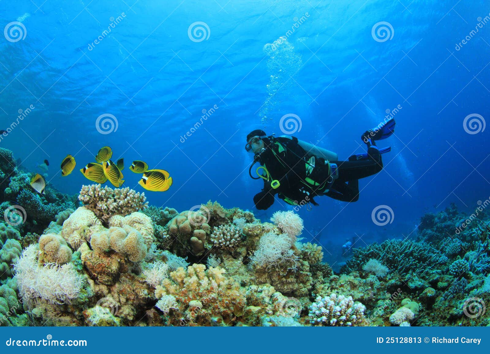 Scuba Diver and Tropical Fish Stock Image - Image of fish, biodiversity ...