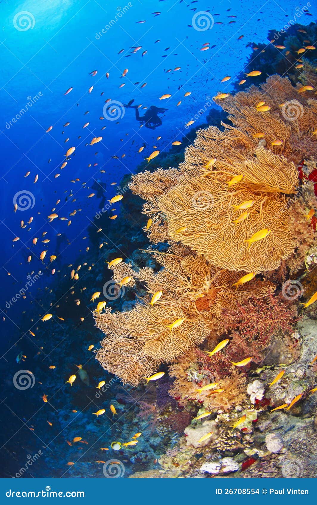 Scuba Diver on a Tropical Reef Stock Photo - Image of sport, fish: 26708554