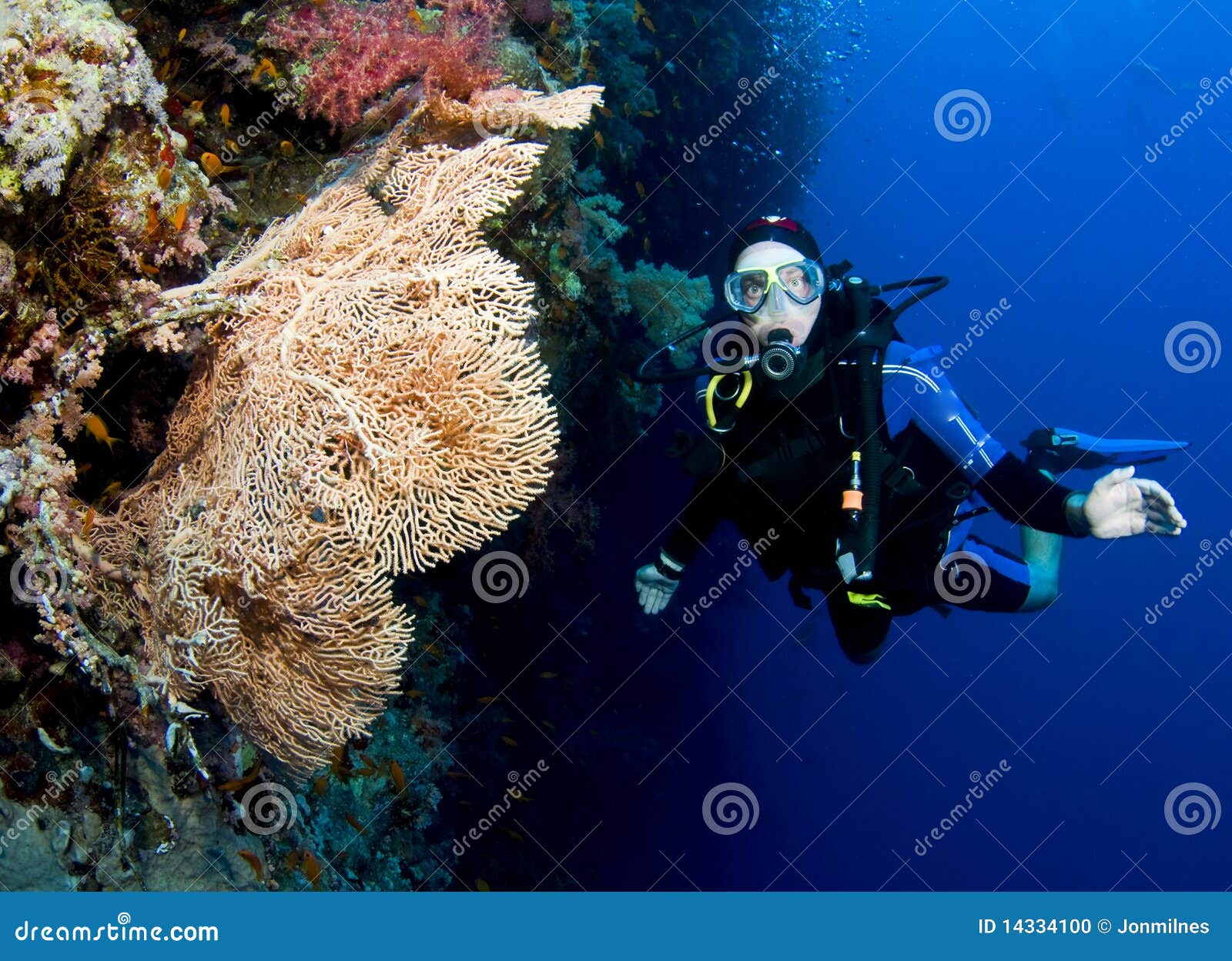 Scuba diver on wall dive stock photo. Image of underwater - 14334100