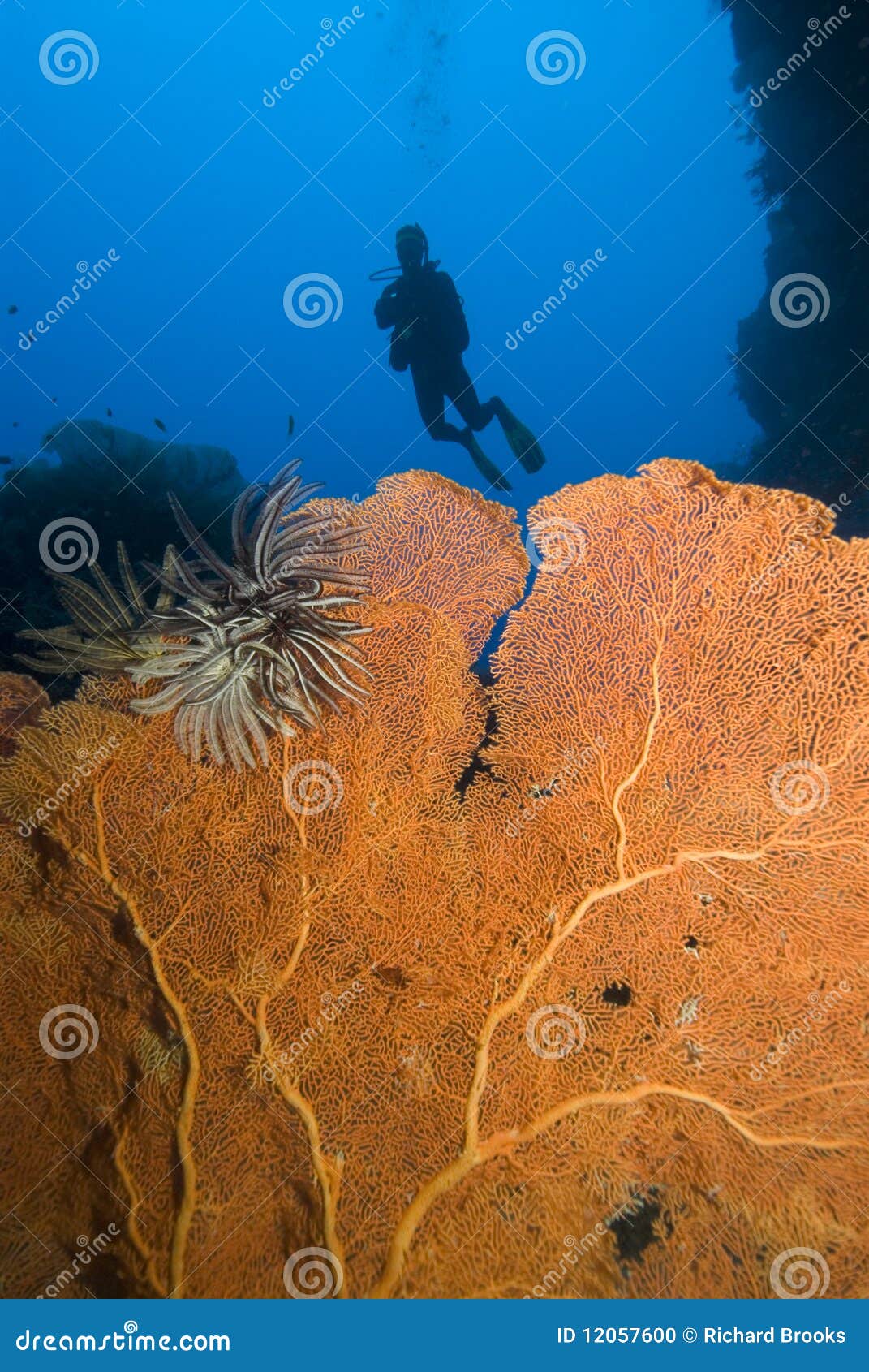Scuba Diver and Yellow Sea Fan Stock Photo - Image of crinoid, reef ...