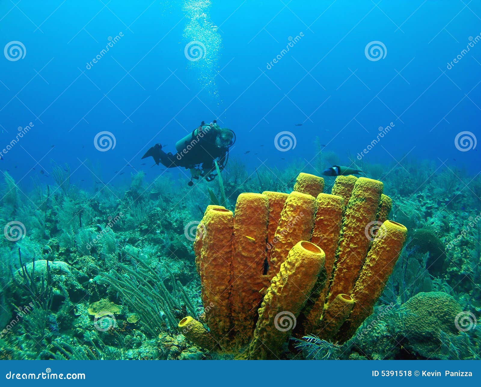 Scuba Diver and Yellow Tube Sponge Stock Photo - Image of wall, yellow ...