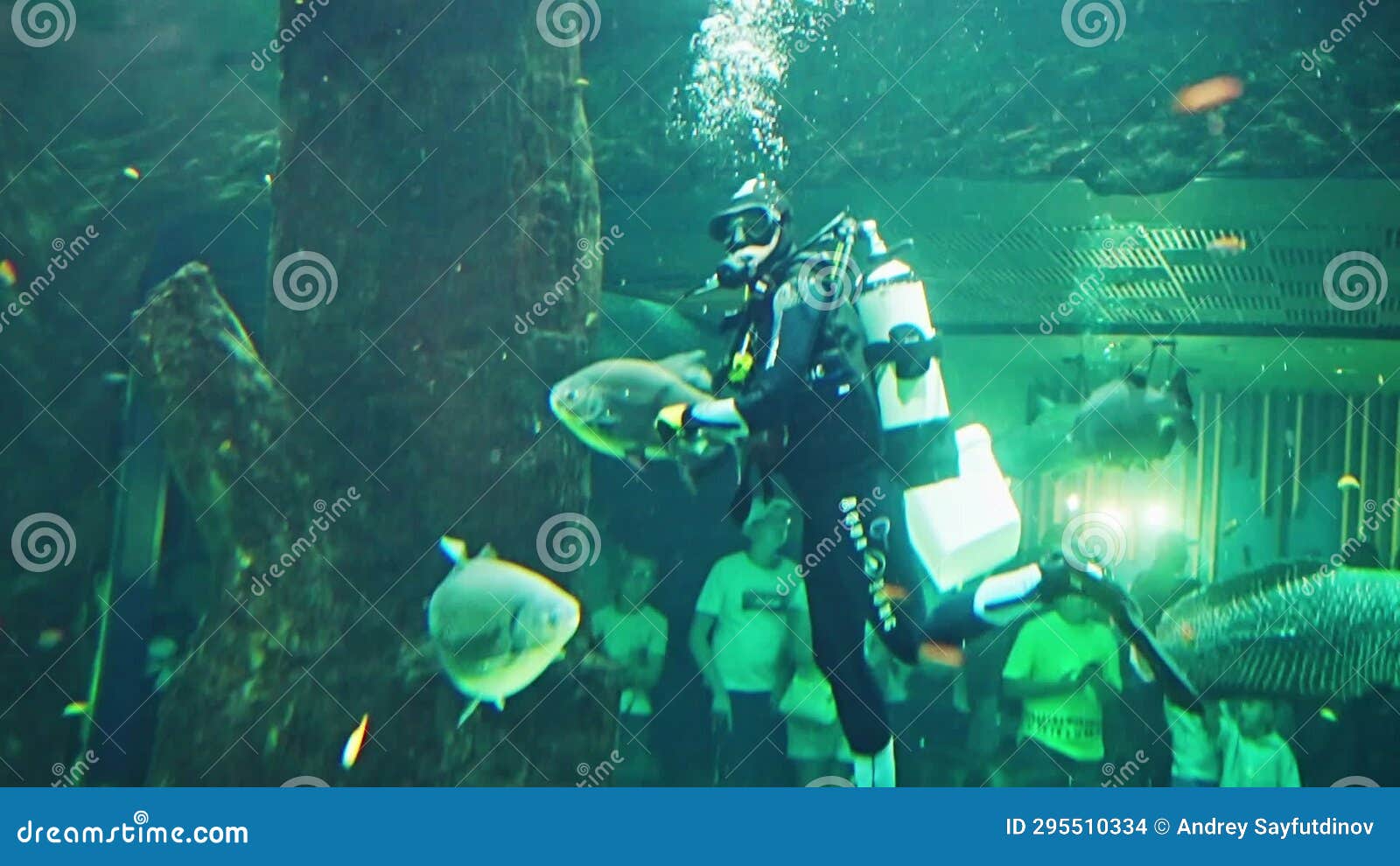 Scuba Divers in the Aquarium Feed Large Fish. Stock Footage - Video of ...