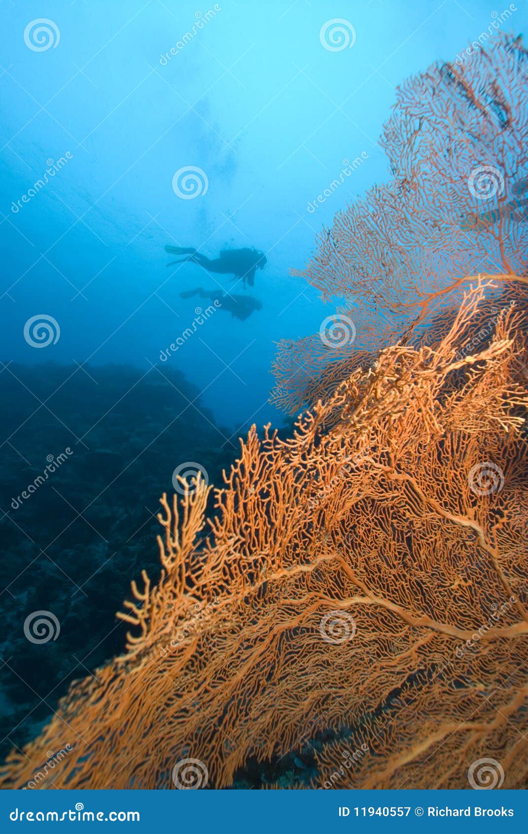 SCUBA Divers and Bright Sea Fan Stock Image - Image of ocean, vivid ...