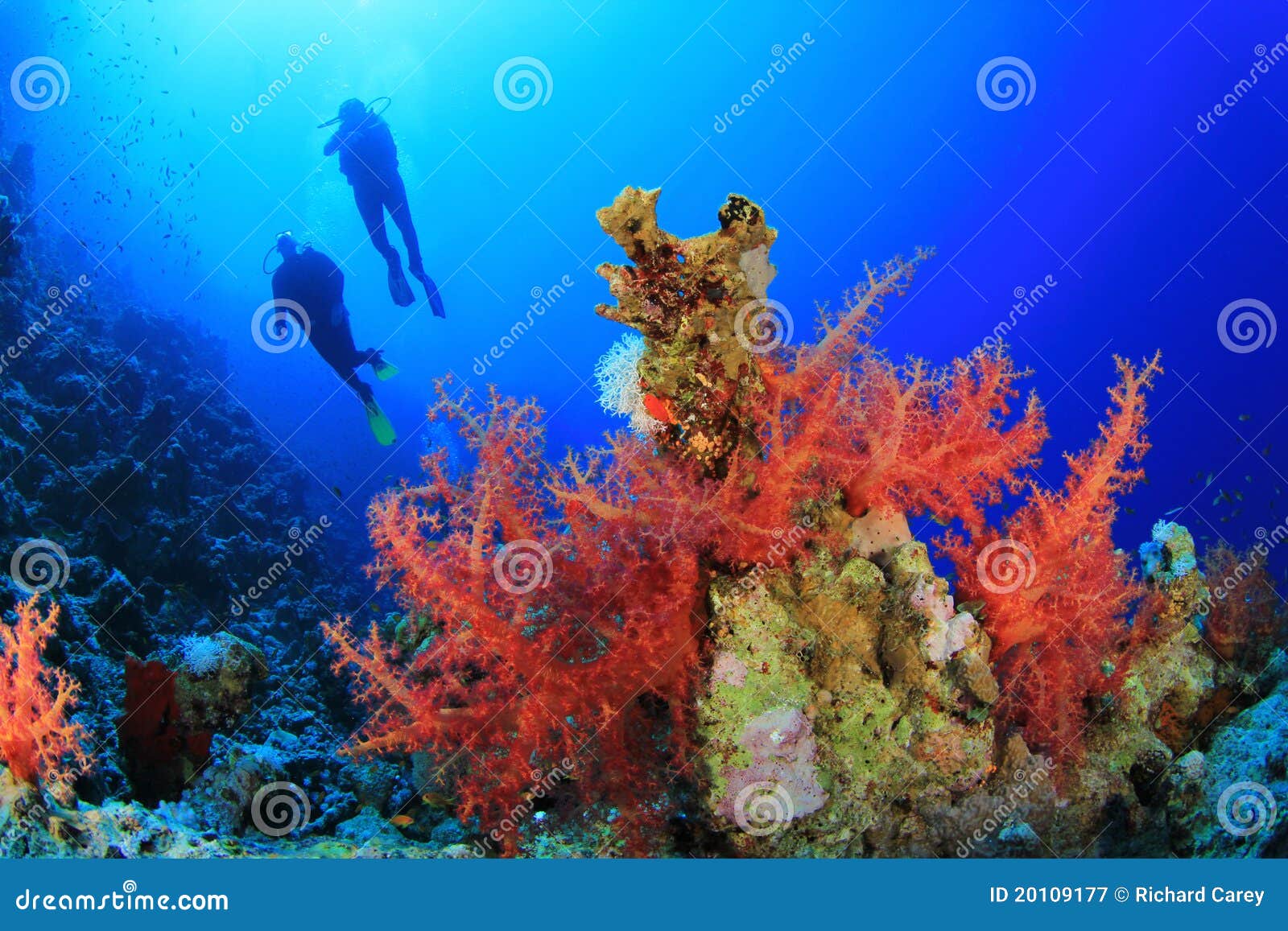 Scuba Divers on Coral Reef stock image. Image of egypt - 20109177
