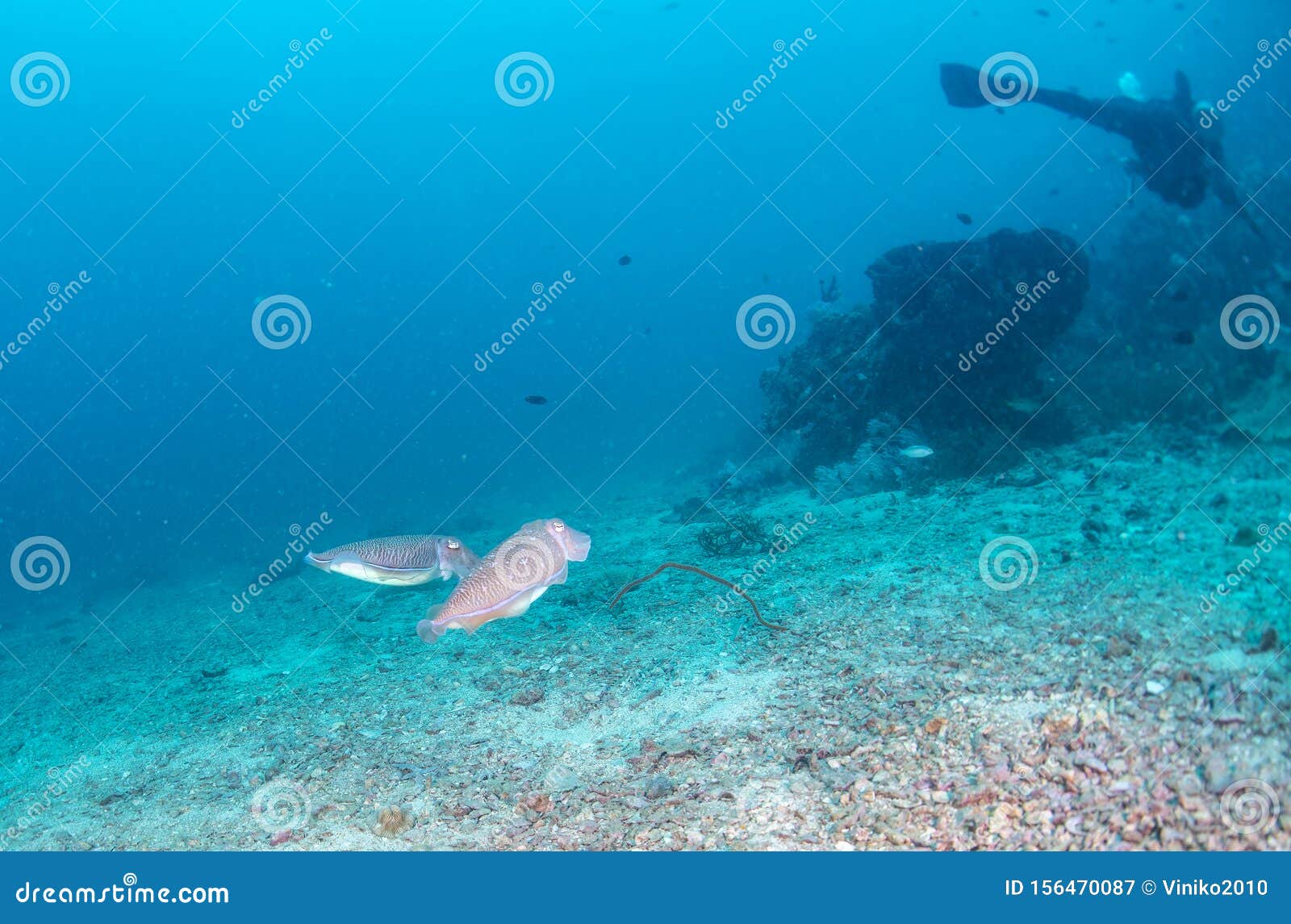 Scuba Divers and Cuttlefish Stock Image - Image of blue, deepsea: 156470087