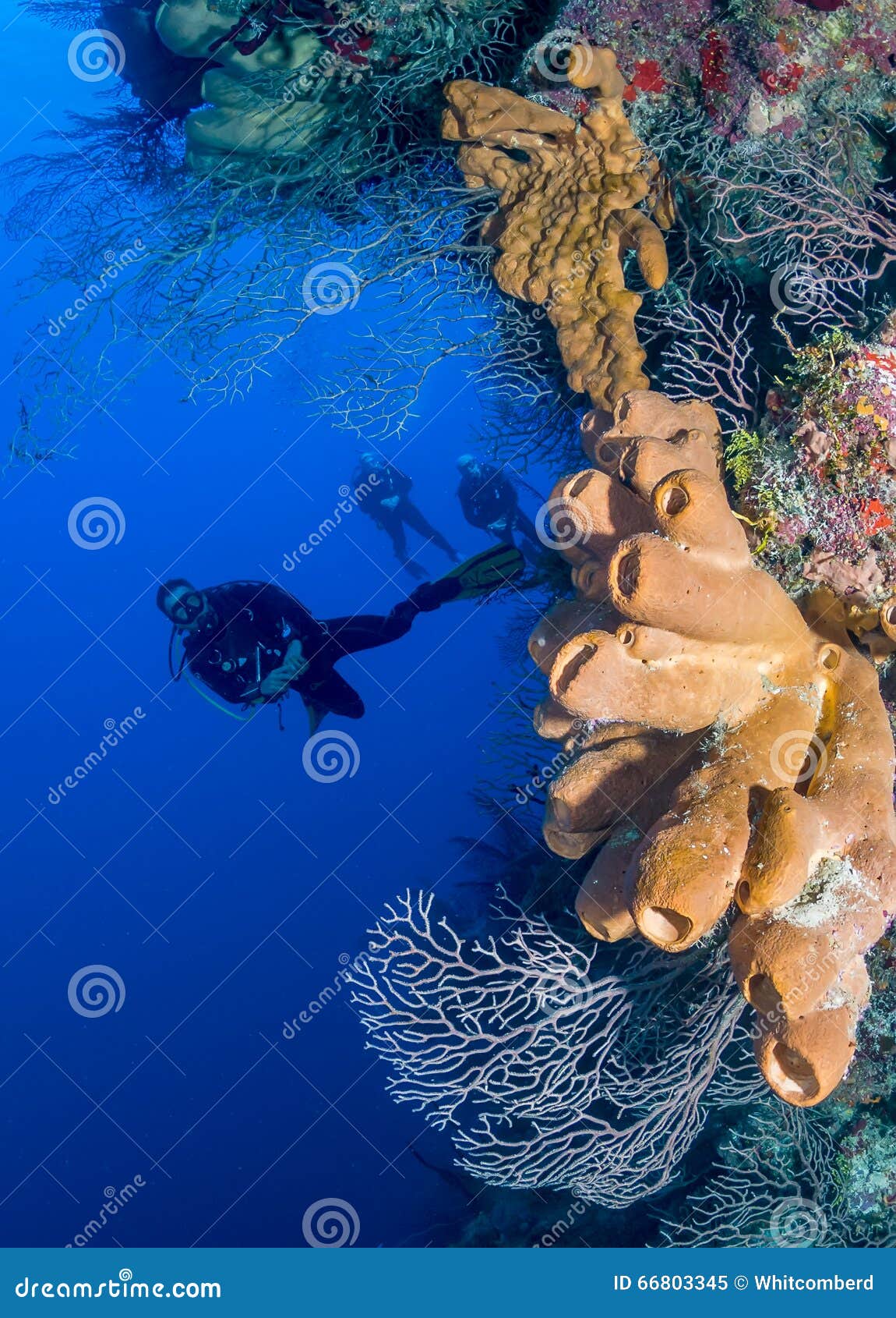 Deep Sea Coral Polyps, Marine Life On The Ocean Floor. Saltwater ...