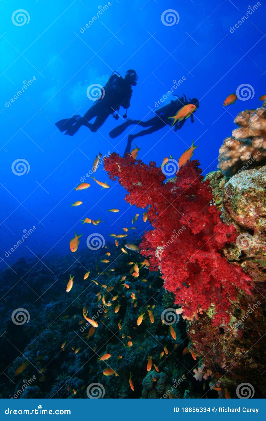 Scuba Divers Explore Coral Reef Stock Photo - Image of underwater ...