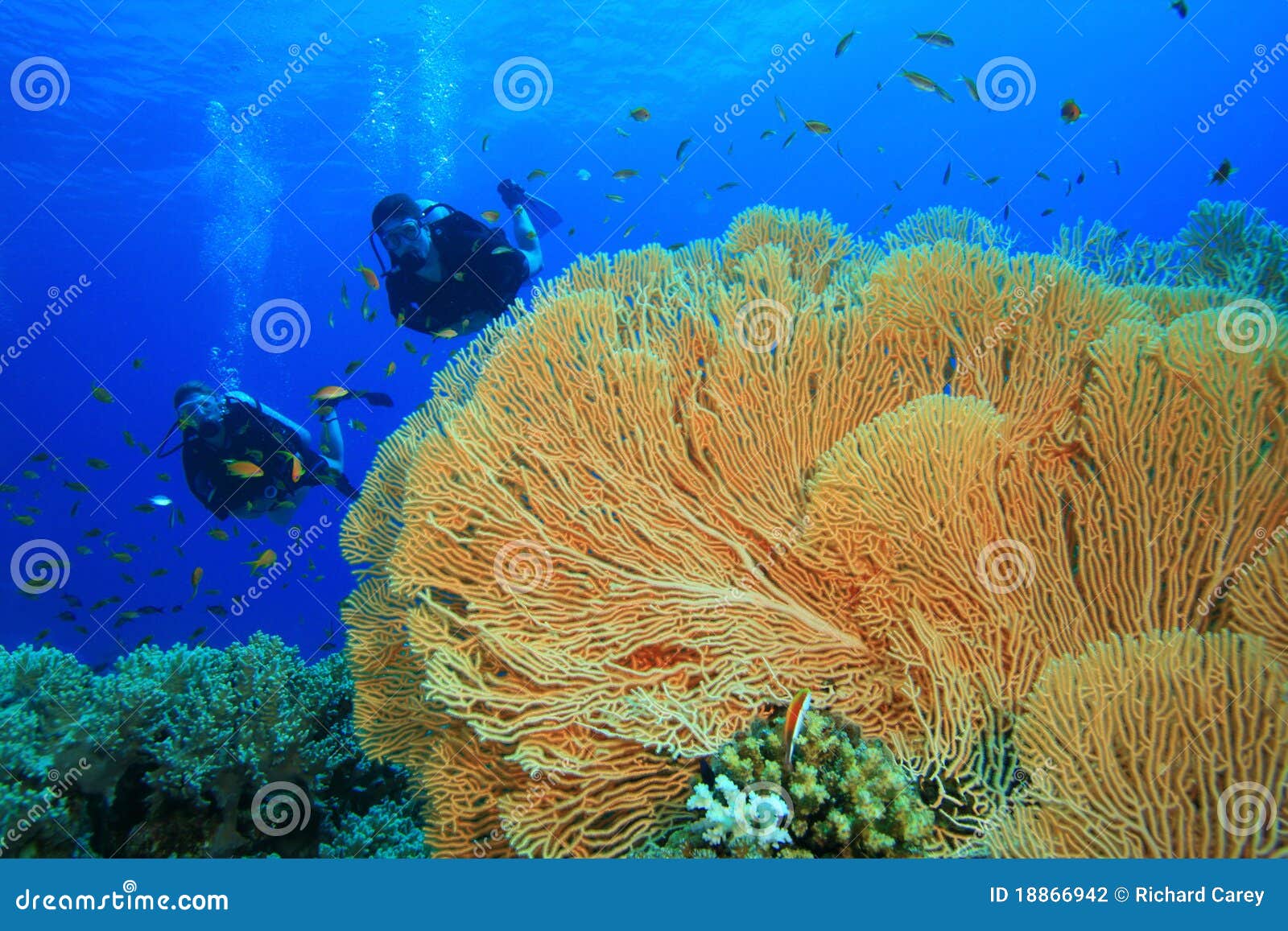 Scuba Divers Explore Coral Reef Stock Photo - Image of water, nature ...