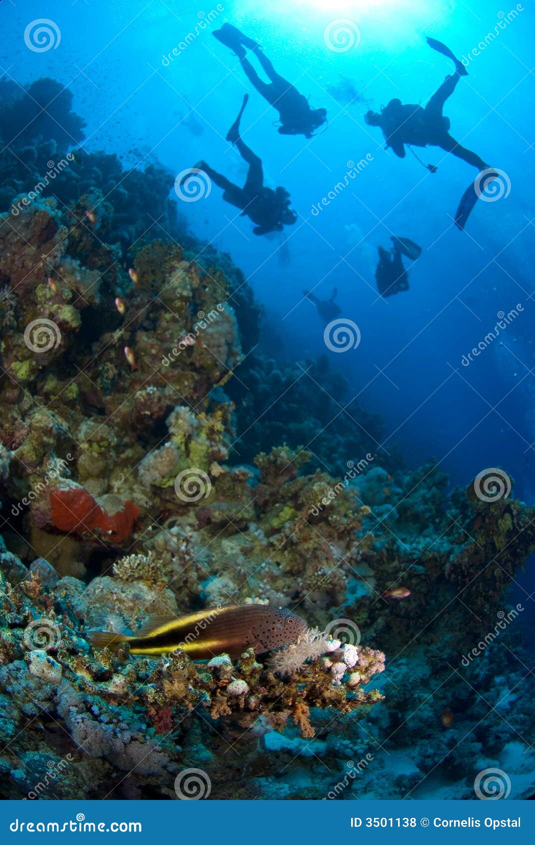 Scuba divers exploring stock photo. Image of person, ocean - 3501138