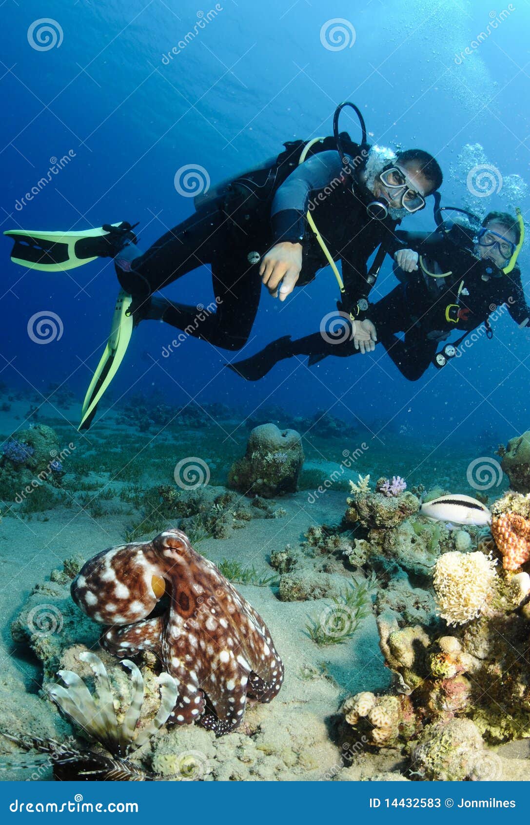 Scuba Divers Look at Octopus Stock Image - Image of diving, tank: 14432583