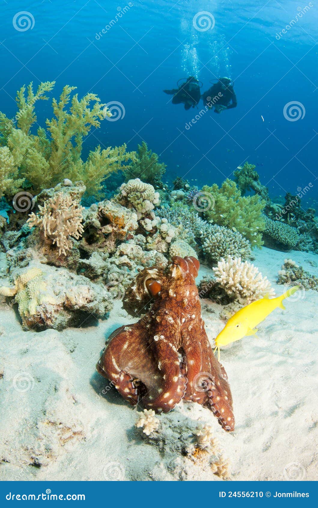 Scuba divers and octopus stock photo. Image of gulf, underwater - 24556210