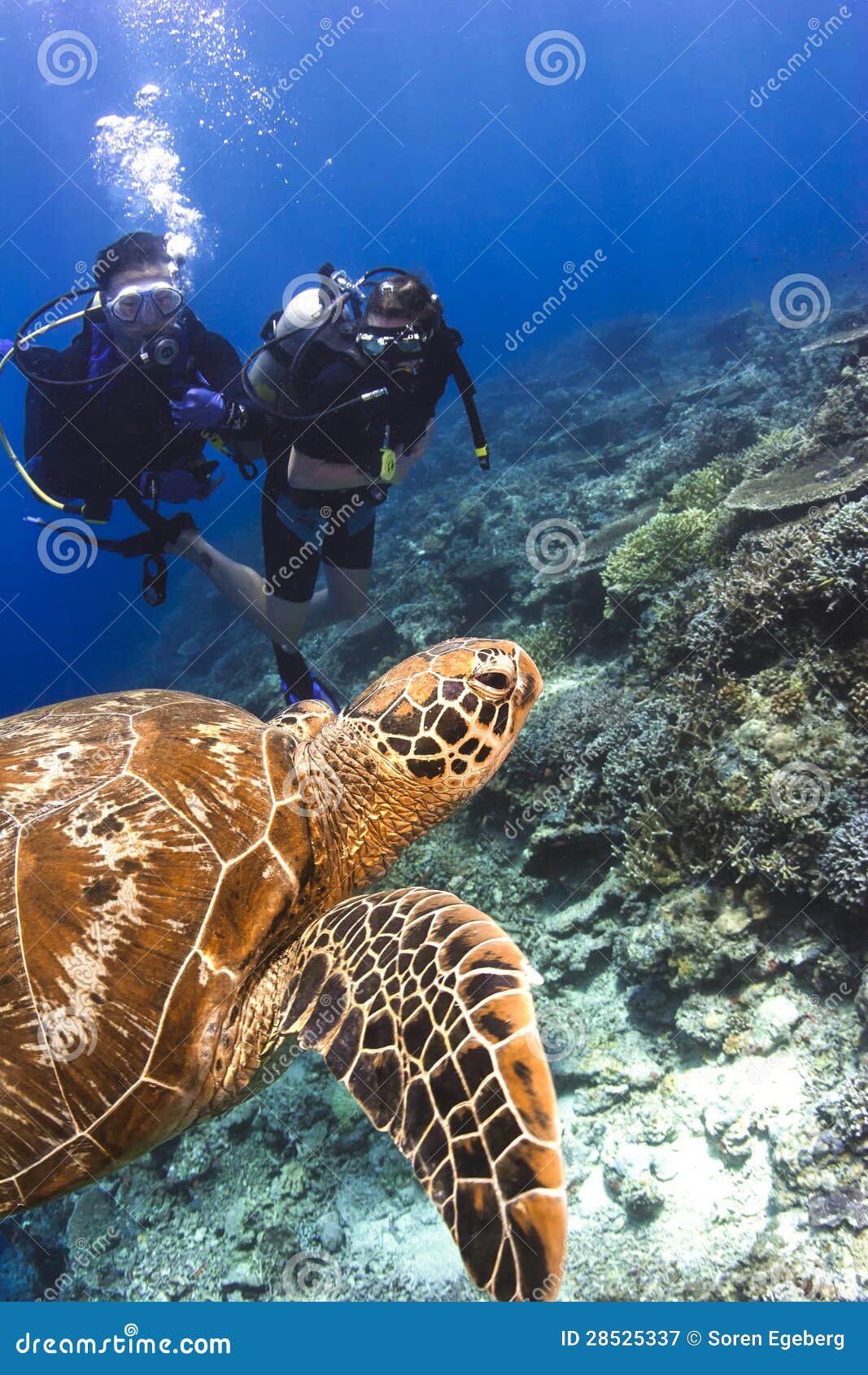 Scuba Divers Swimming with Turtle Editorial Photography - Image of ...