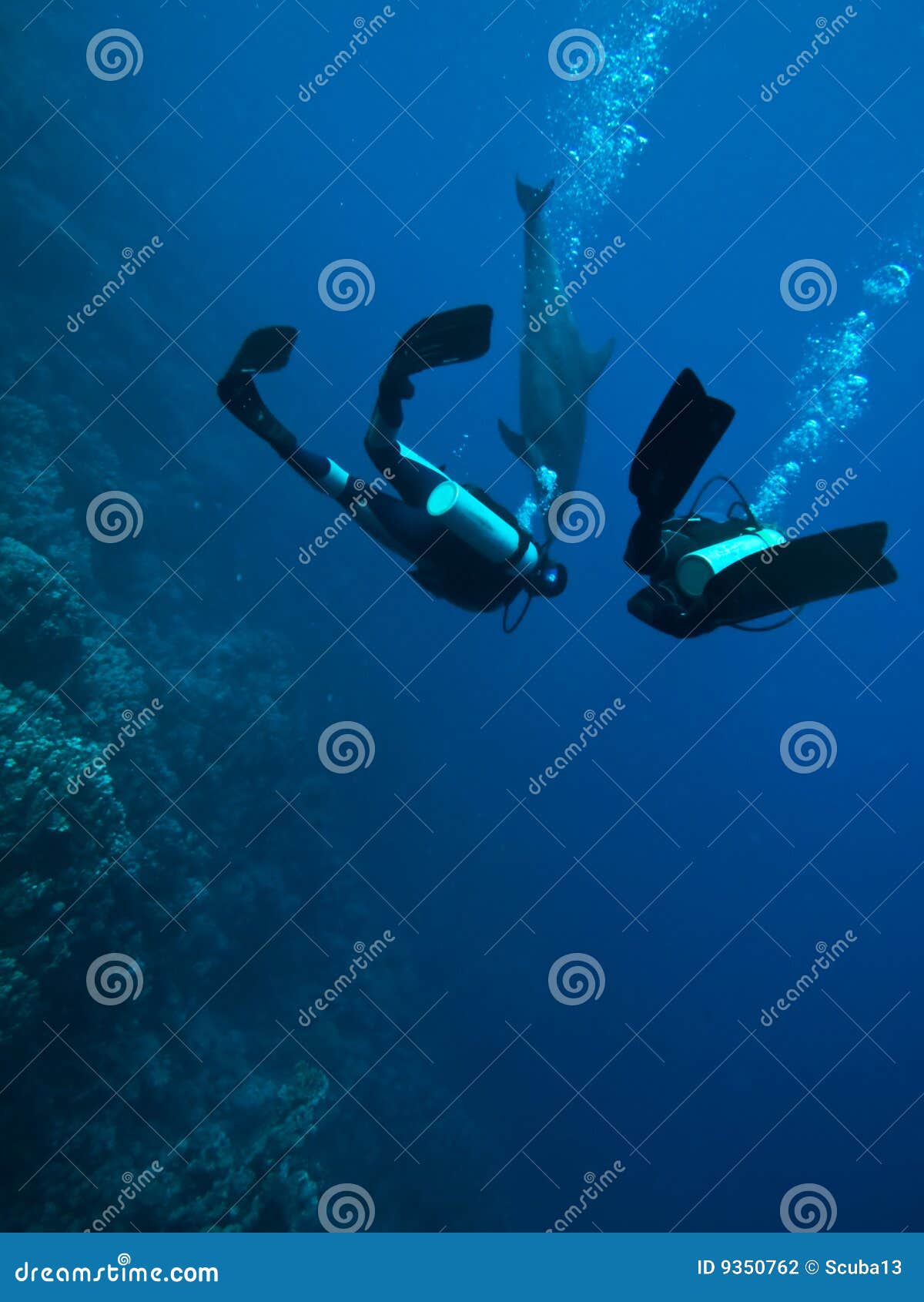 Scuba Divers Underwater Dolphin Encounter Stock Photo - Image of divers ...