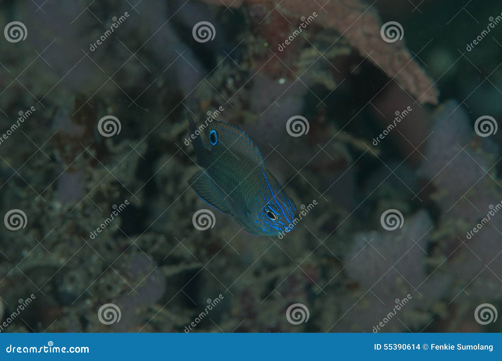 Scuba Diving Blue Fish Lembeh Strait Indonesia Stock Photo - Image of ...