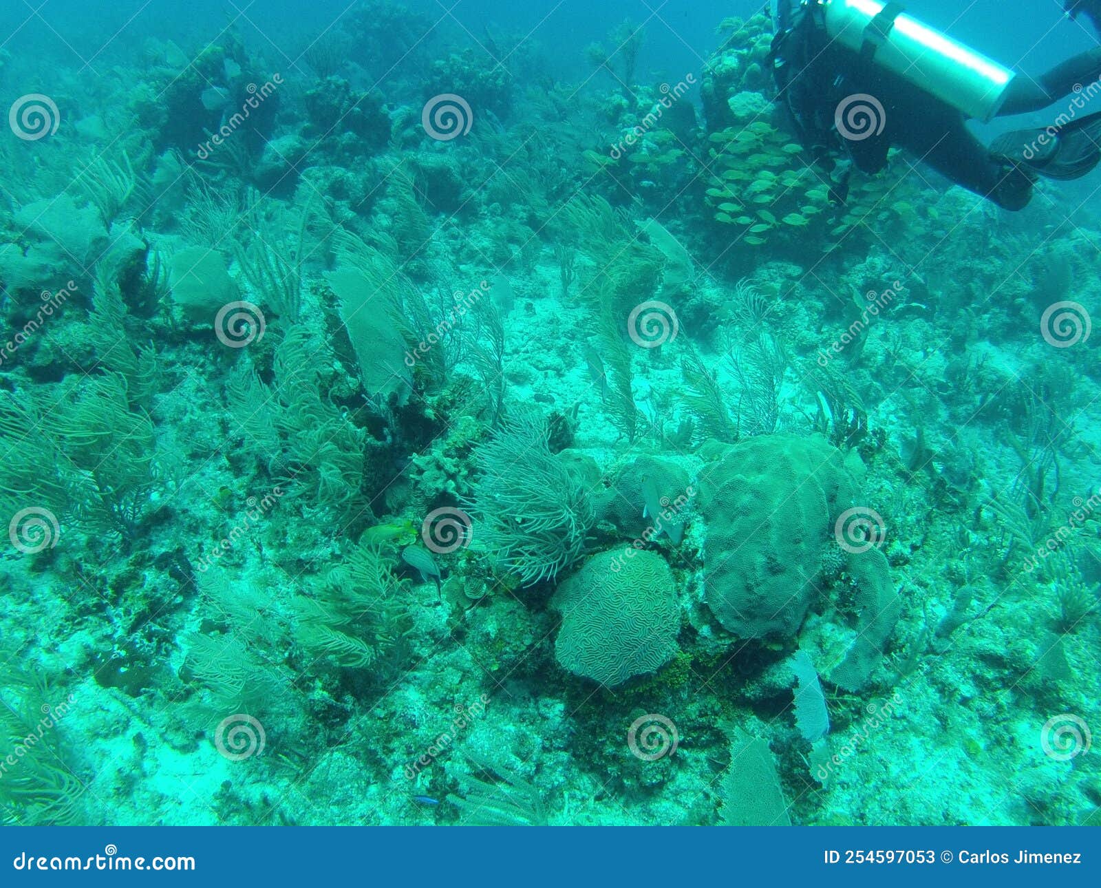 Scuba Diving in Cancun Mexico Stock Image - Image of underwater, sports ...