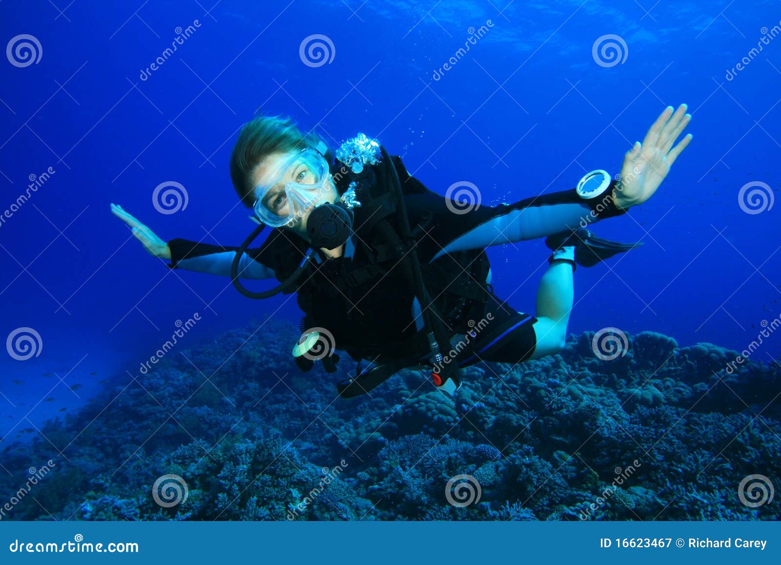 Scuba diving on coral reef stock image. Image of colorful - 16623467