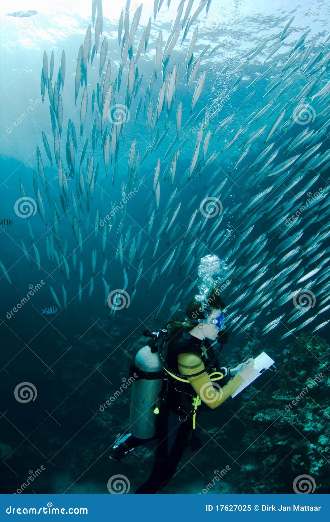 Scuba diving course stock image. Image of baracuda, water - 17627025