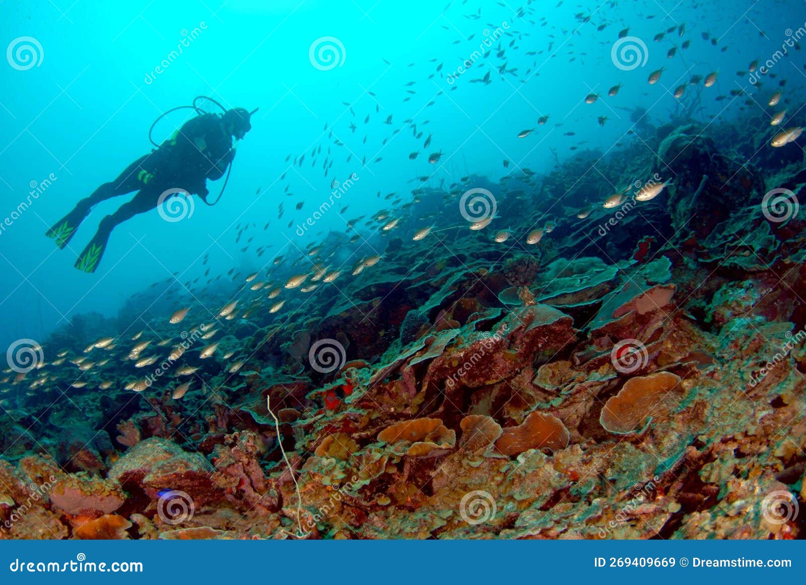 Scuba Diving with Fish in Ocean Stock Image - Image of fish, underwater ...