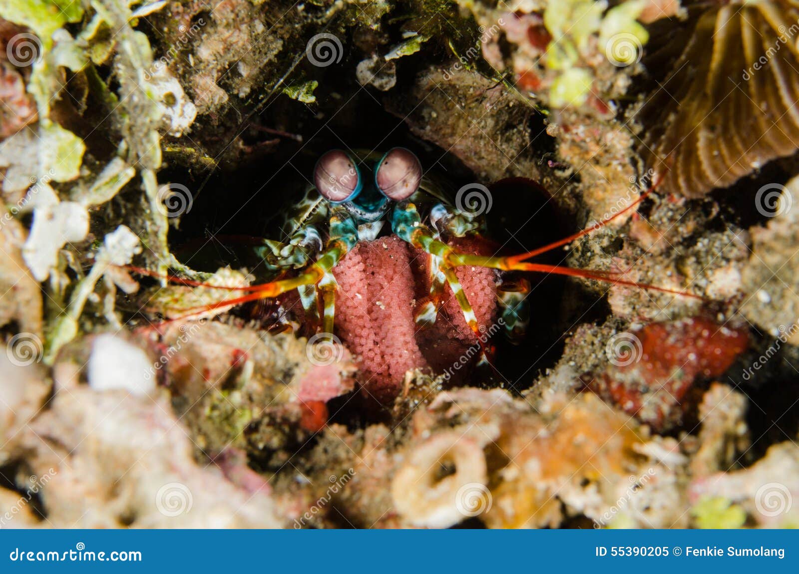 Scuba Diving Lembeh Indonesia Peacock Mantis Spawning Underwater Spawn ...