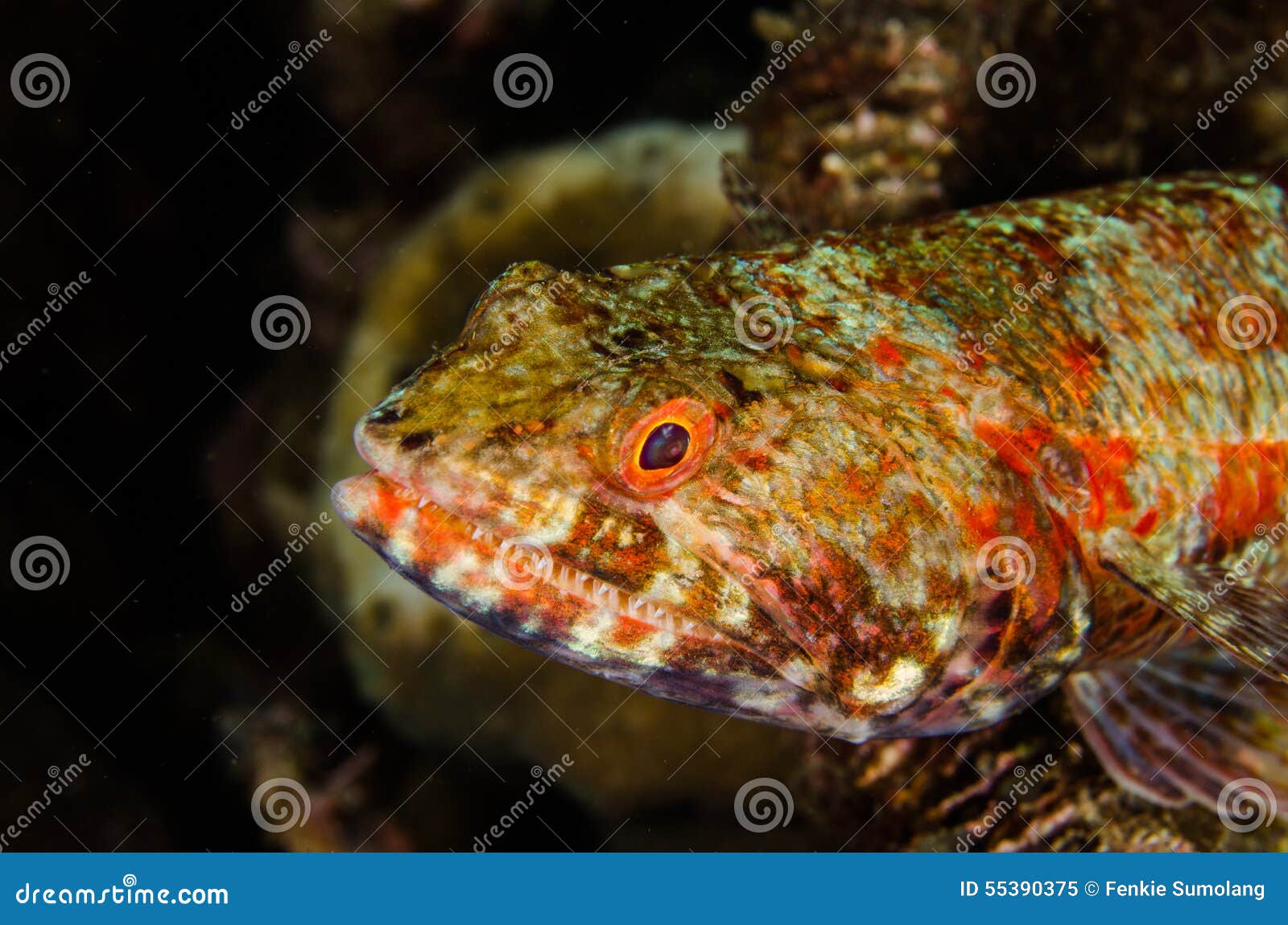 Scuba Diving Lembeh Indonesia Reef Lizardfish Underwater Stock Image ...