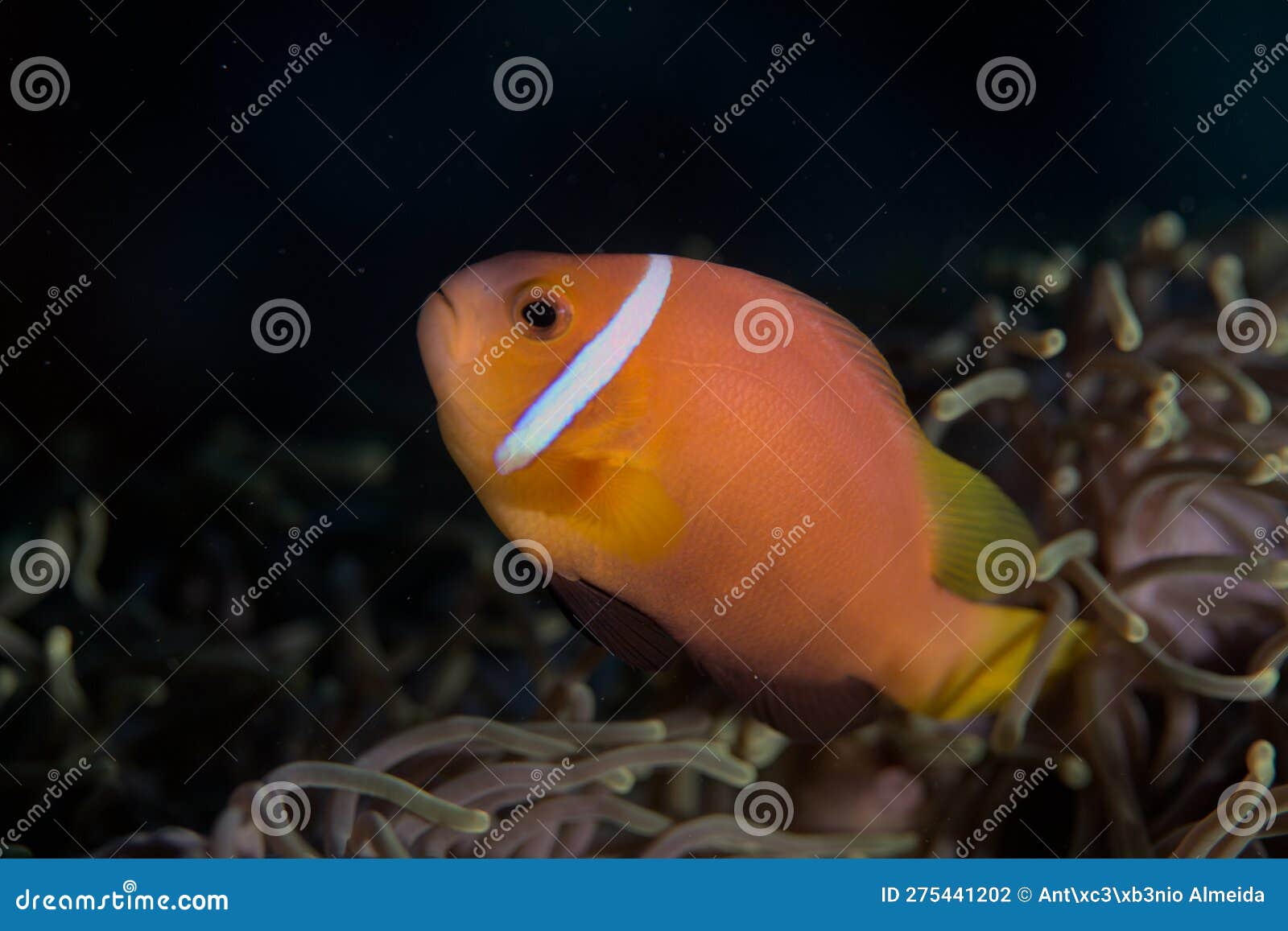 Scuba Diving in Maldives - Clown Fish Stock Photo - Image of clown ...