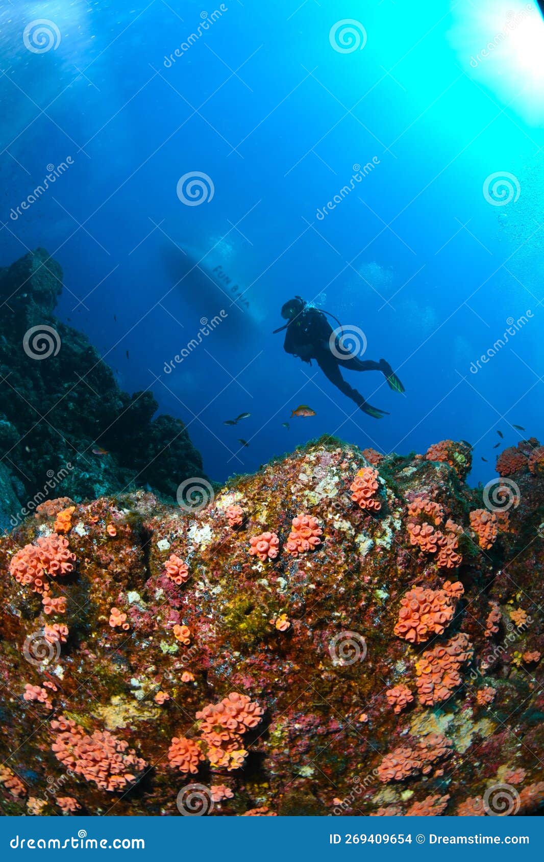 Scuba diving in ocean stock photo. Image of vacation - 269409654