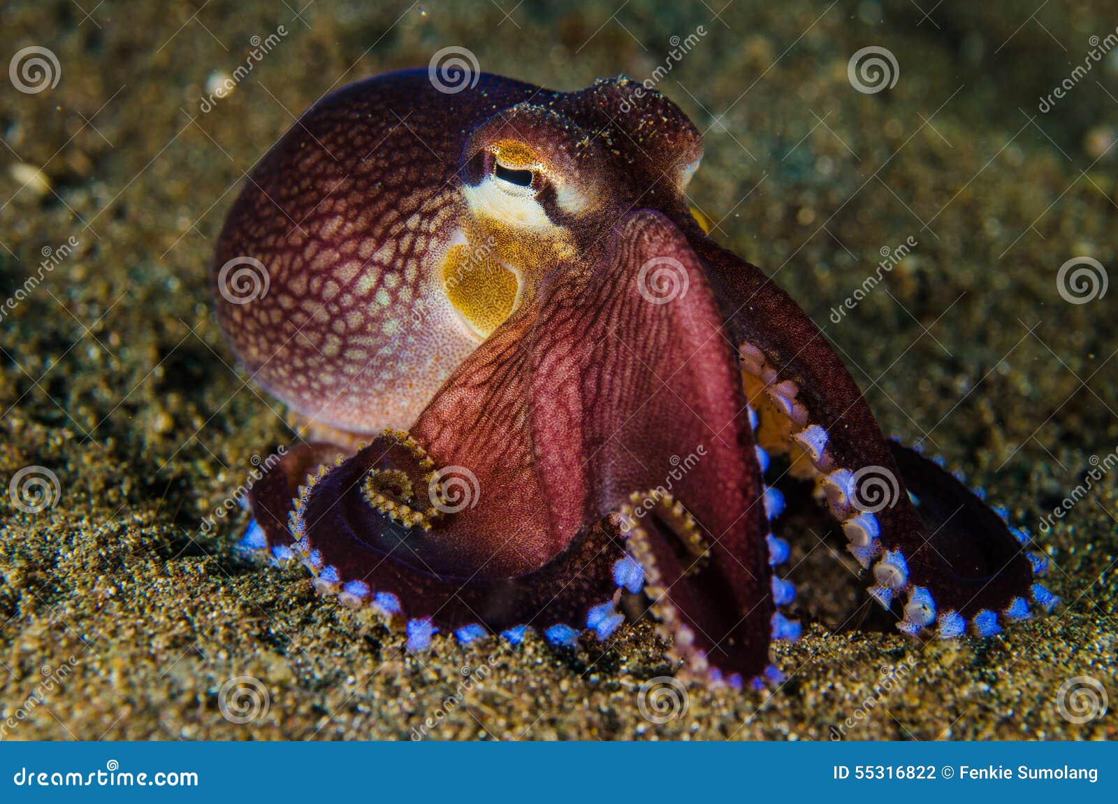 Scuba Diving Octopus Lembeh Strait Indonesia Underwater Stock Photo ...