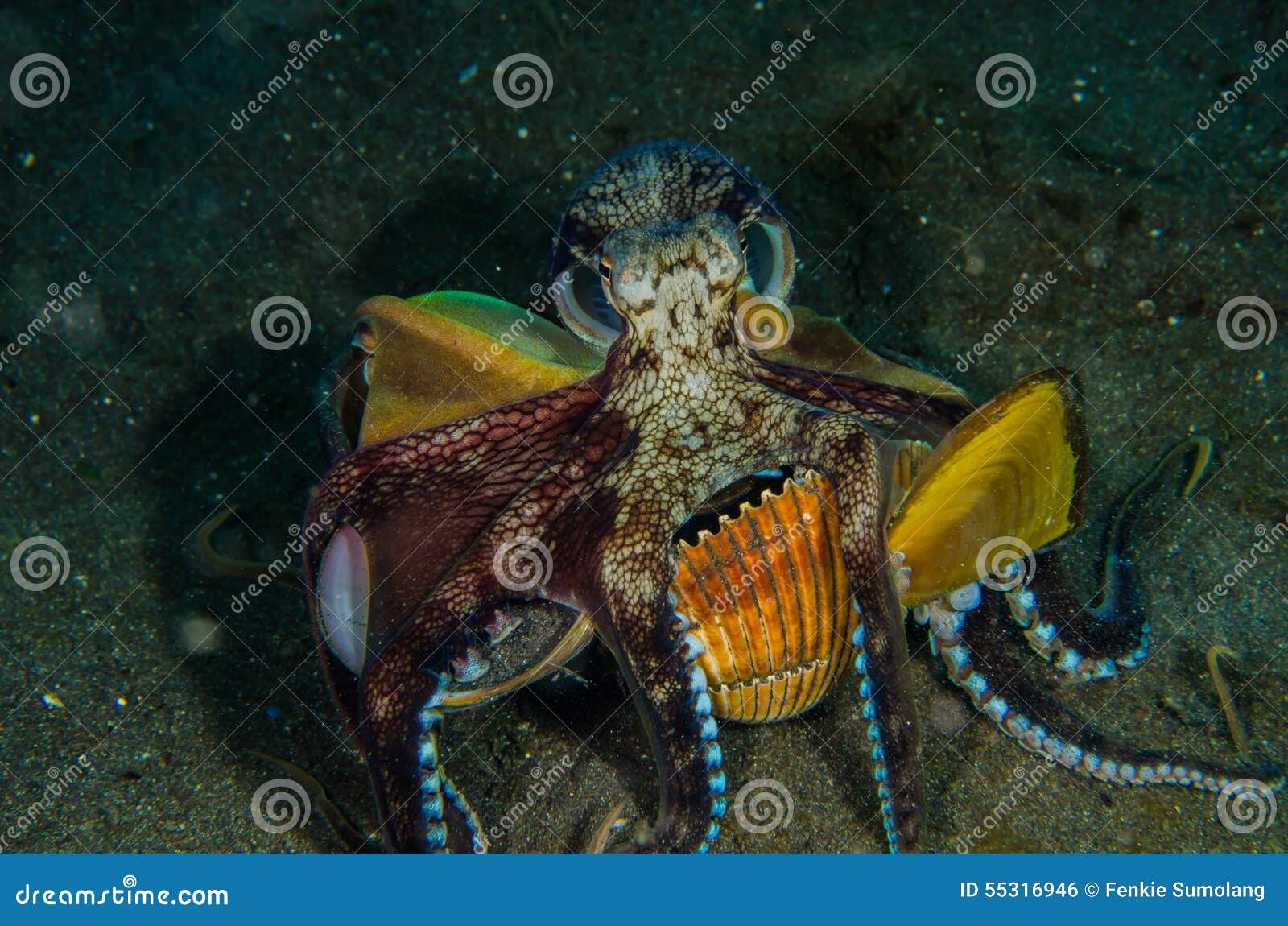 Scuba Diving Octopus Lembeh Strait Indonesia Underwater Stock Photo ...
