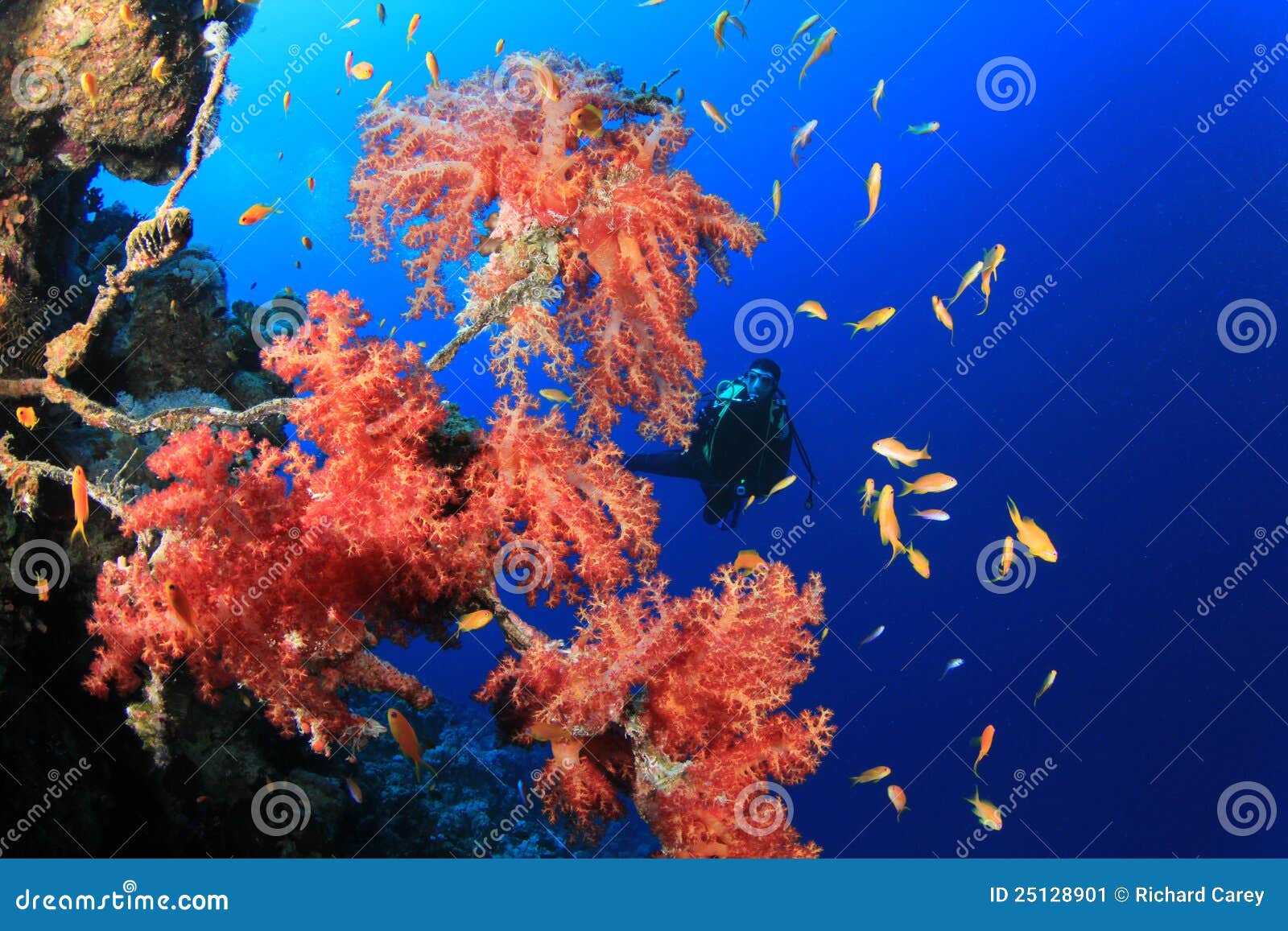 Scuba Diving in the Red Sea Stock Image - Image of nature, diving: 25128901
