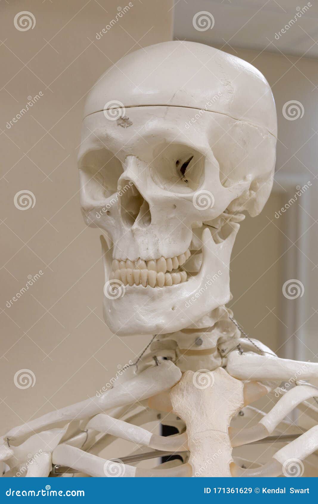 A scull stock image. Image of collection, medicine, white - 171361629