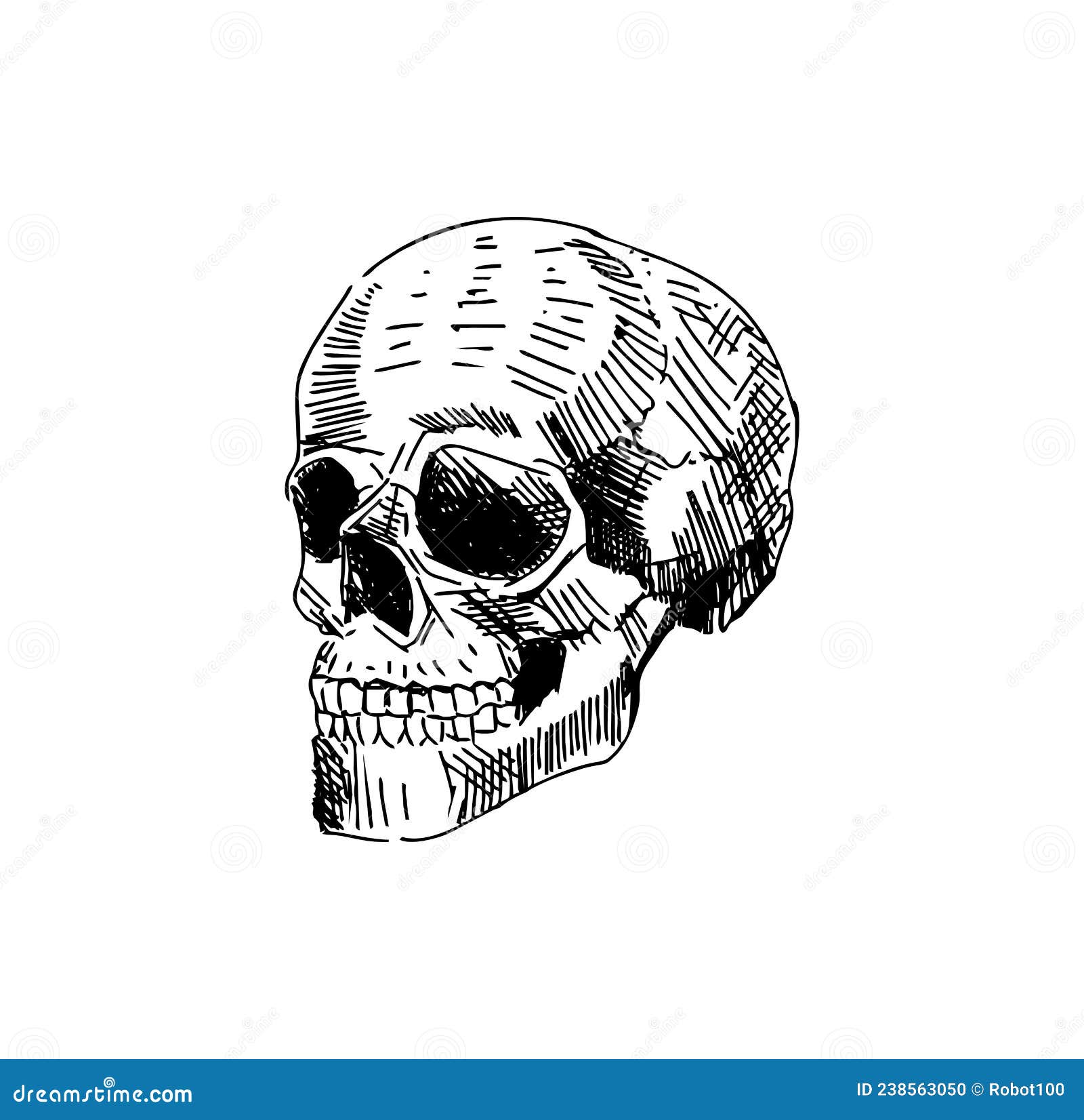 Scull Hand Drawing Isolated. Skeleton Head Stock Vector - Illustration ...