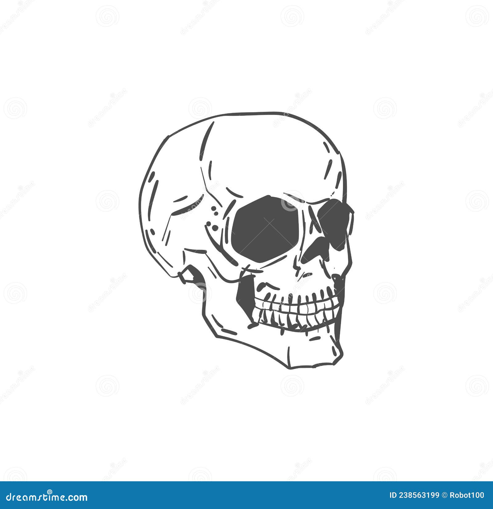 Scull Hand Drawing Isolated. Skeleton Head Stock Vector - Illustration ...