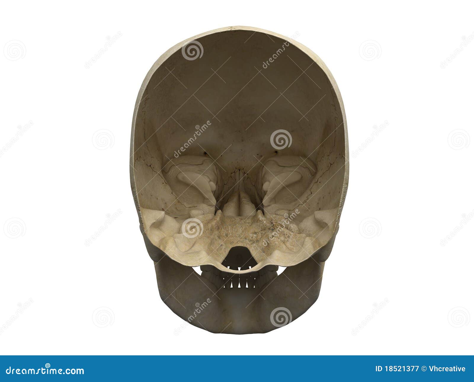 Scull humano stock de ilustración. Ilustración de muerto - 18521377