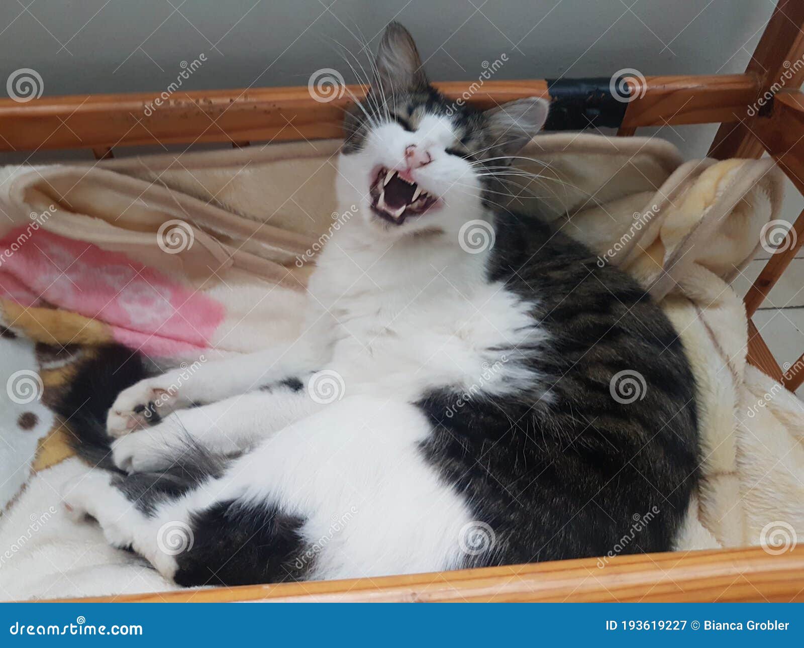 Scully Ragdoll Cat Yawning in Crib Stock Image - Image of sleeping ...