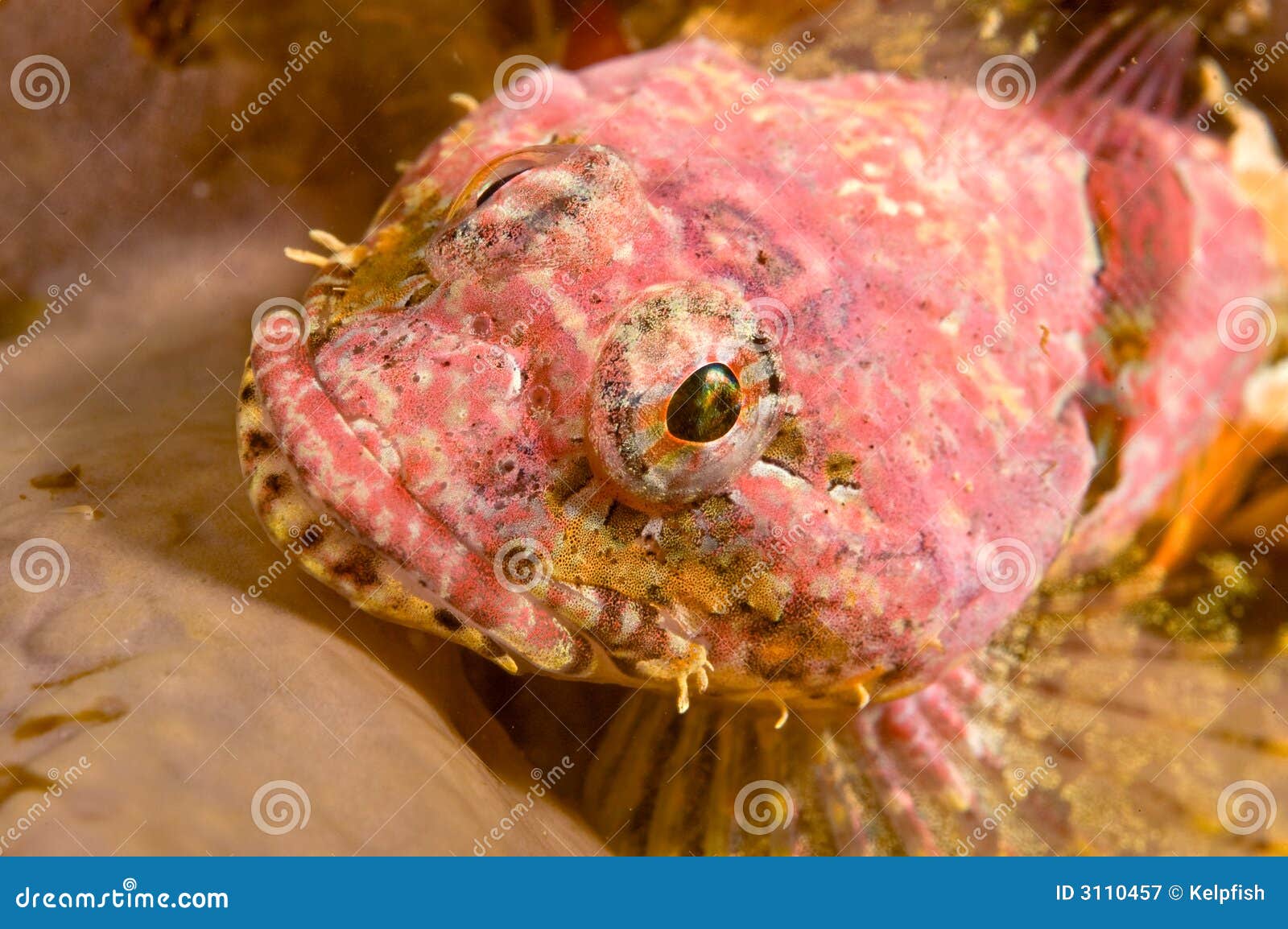 Sculpin stock image. Image of dorsal, vertabrate, rock - 3110457