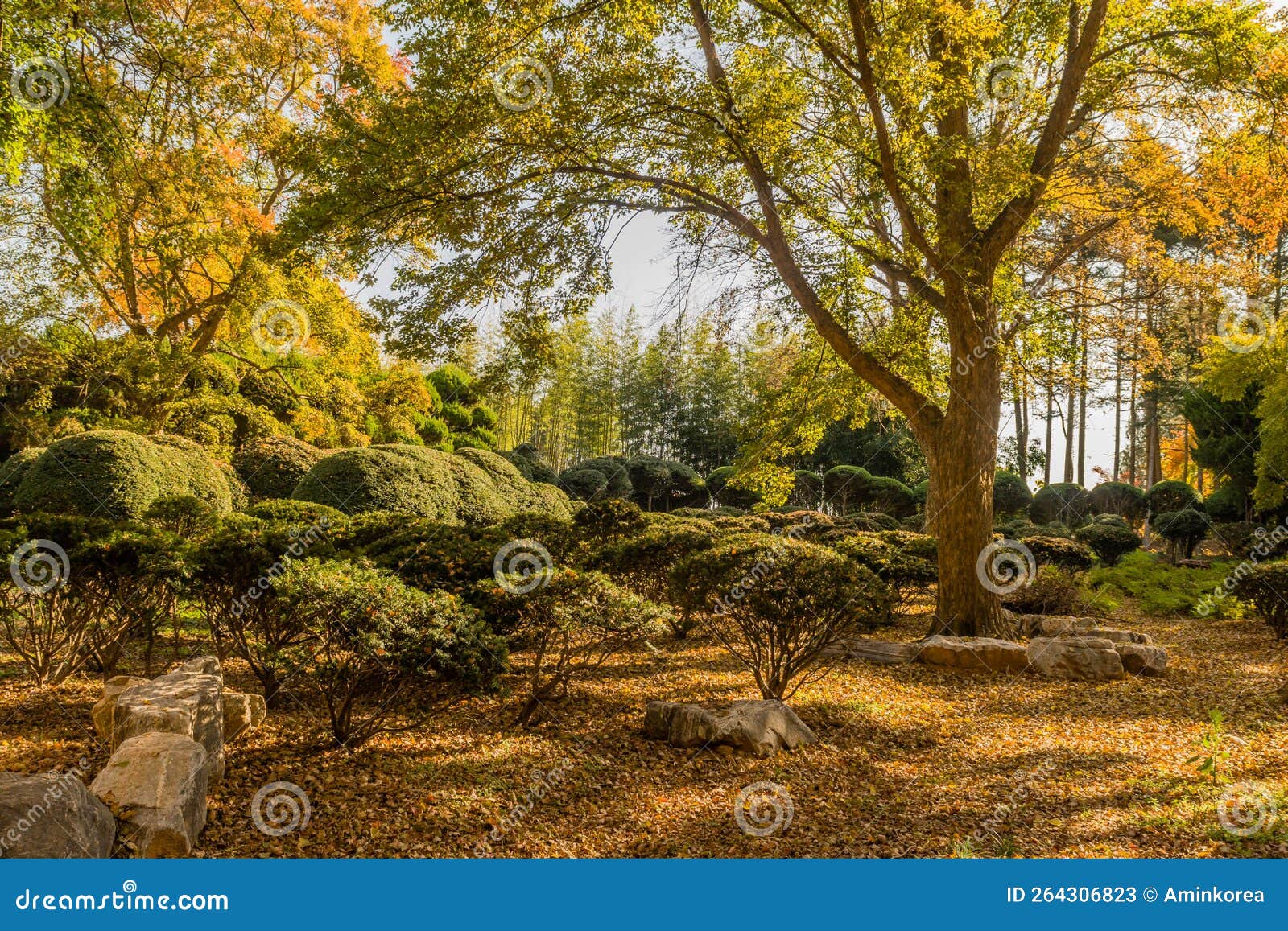 Sculpted Evergreen Trees in Shaded Wilderness Park Stock Image - Image ...