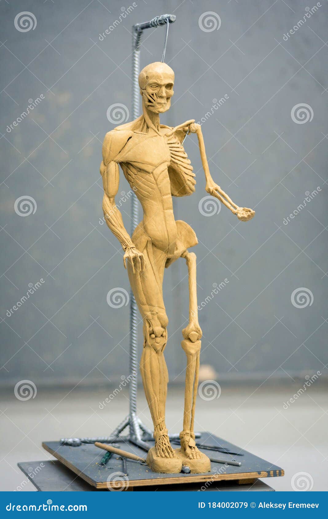 Skeleton With Muscles Side Stock Photo | CartoonDealer.com #43014294