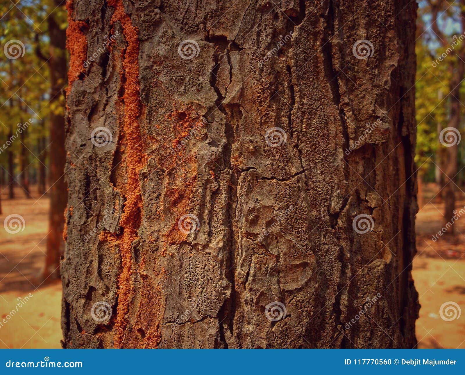 Sculpture of Nature stock photo. Image of work, bark - 117770560