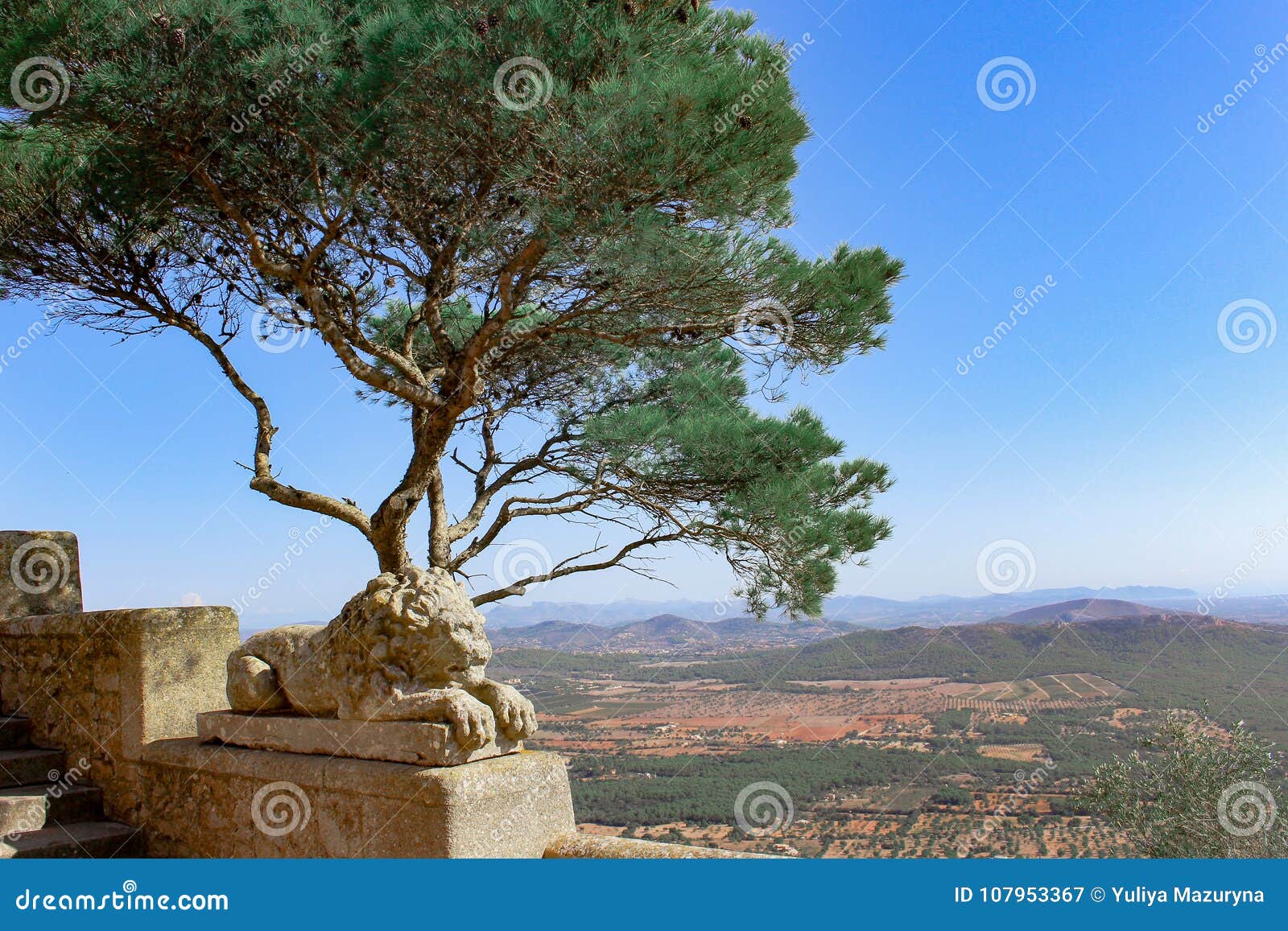 Lion under a tree stock image. Image of travel, nature - 107953367