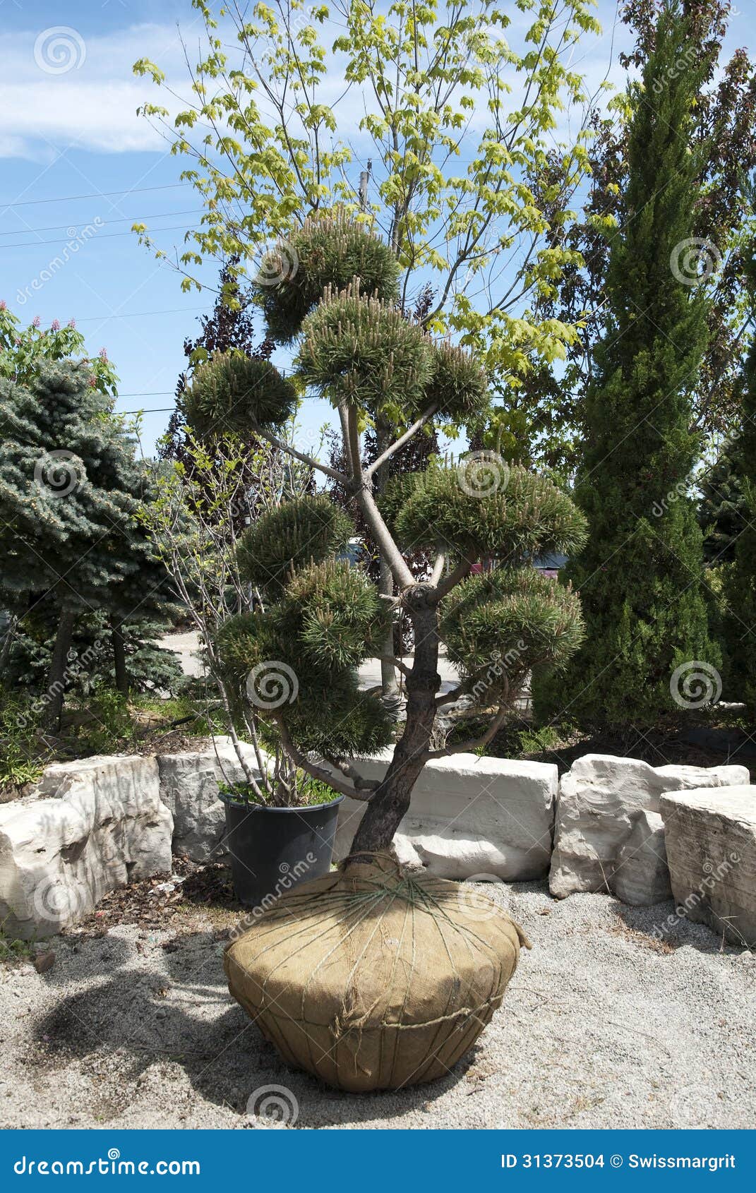 Sculptured pine tree stock photo. Image of spring, outside - 31373504
