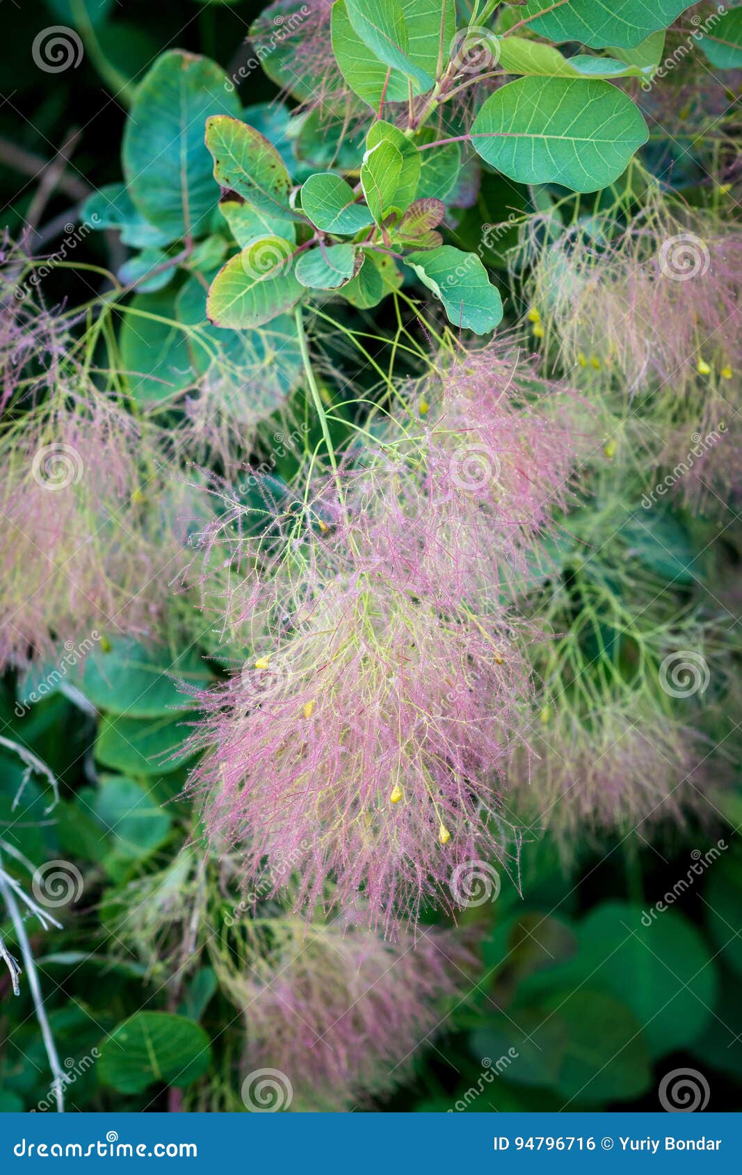 Scumpia - Shrub or Low Tree of the Sumac Family Stock Photo - Image of ...