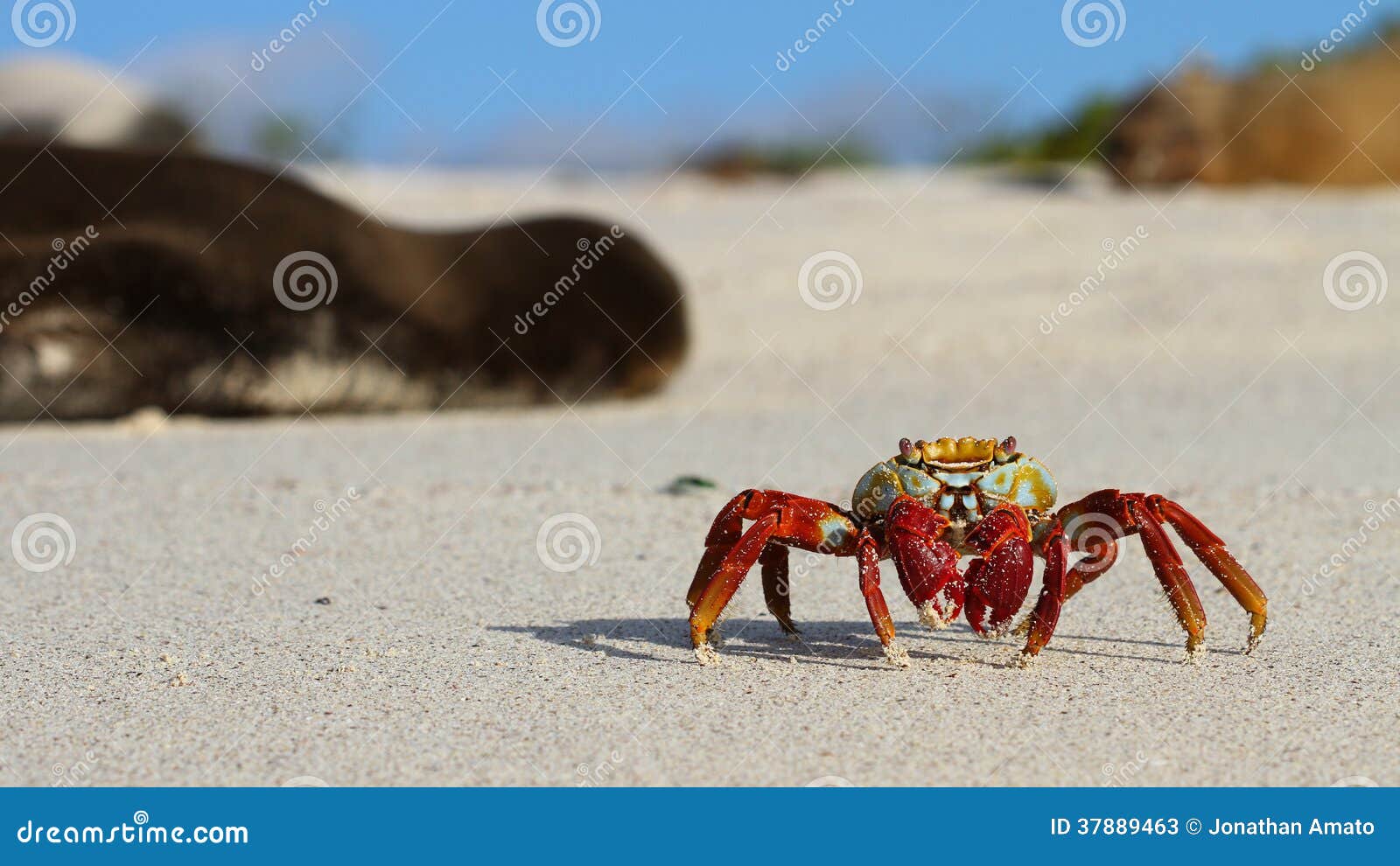 Scurrying about stock image. Image of napping, sleepeing - 37889463