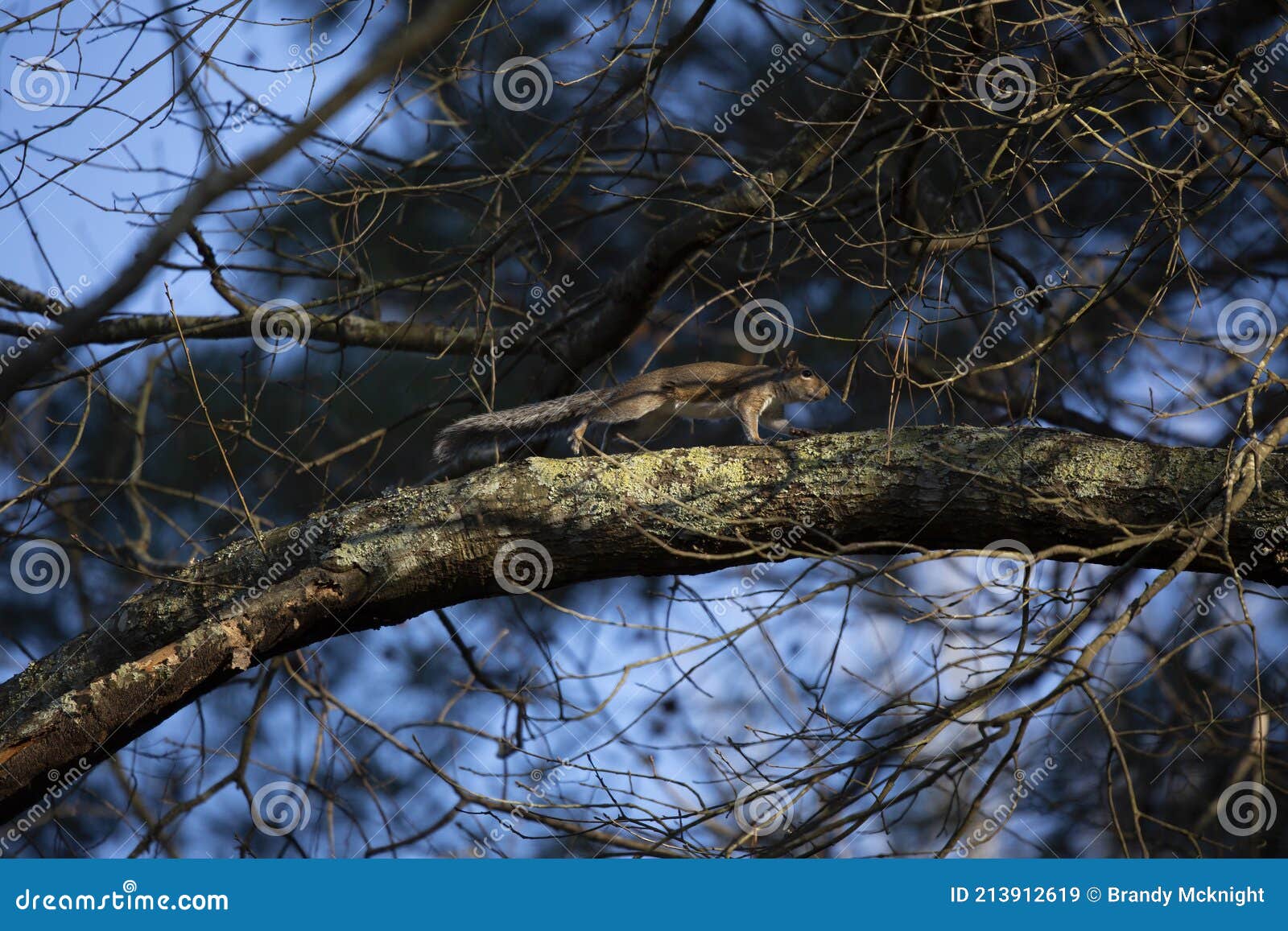 Scurrying Eastern Gray Squirrel Stock Image - Image of ecology, biology ...